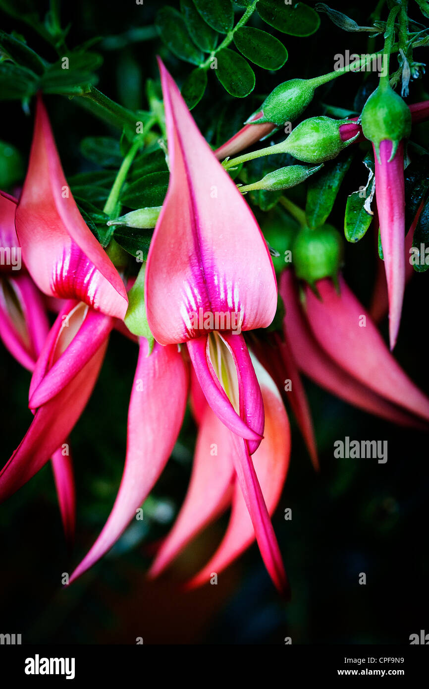 Pink pea like flower High Resolution Stock Photography and Images - Alamy