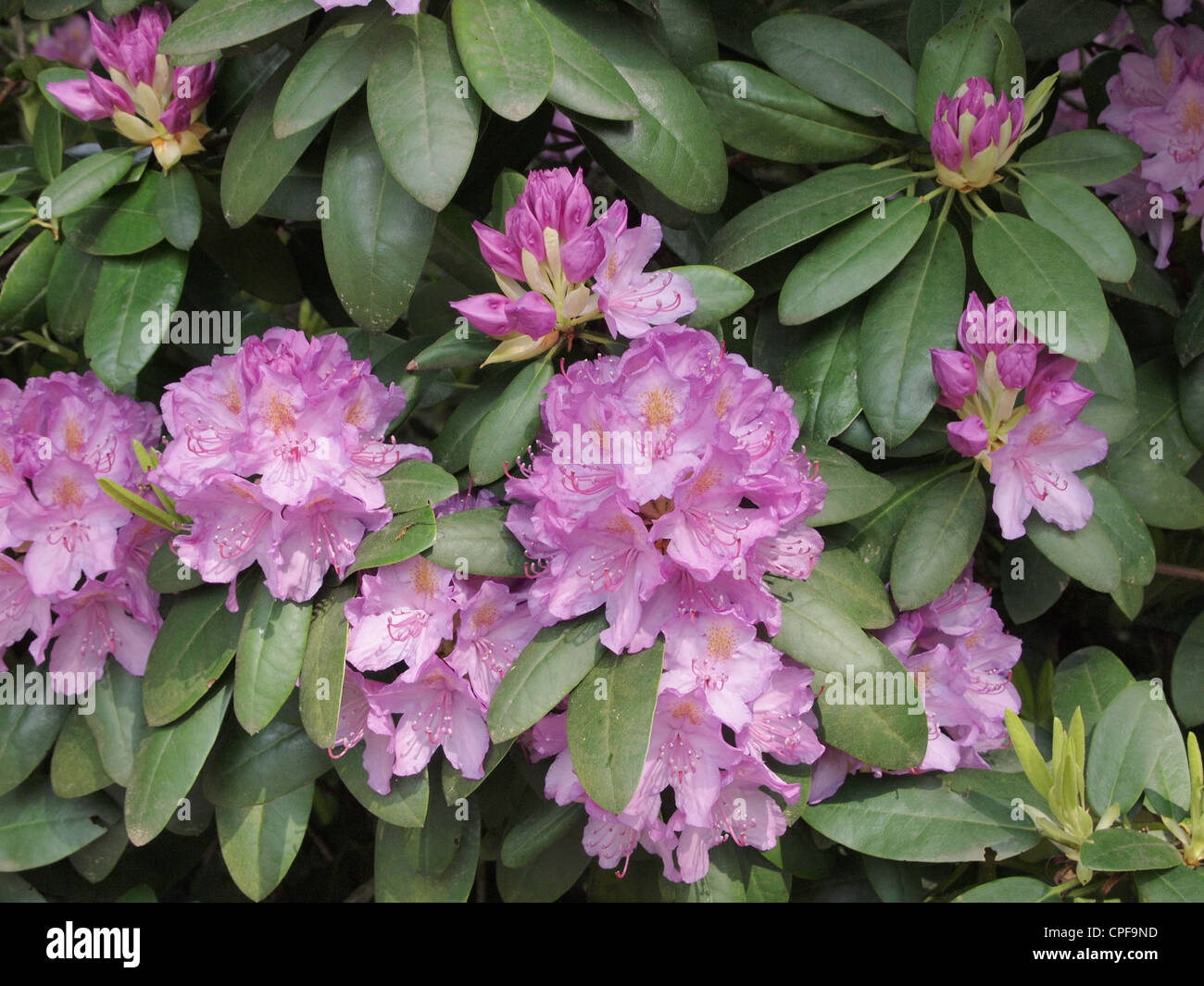 Flowering stages hi-res stock photography and images - Alamy