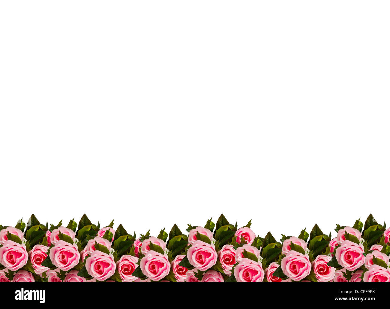 White roses frame on green hi-res stock photography and images - Alamy