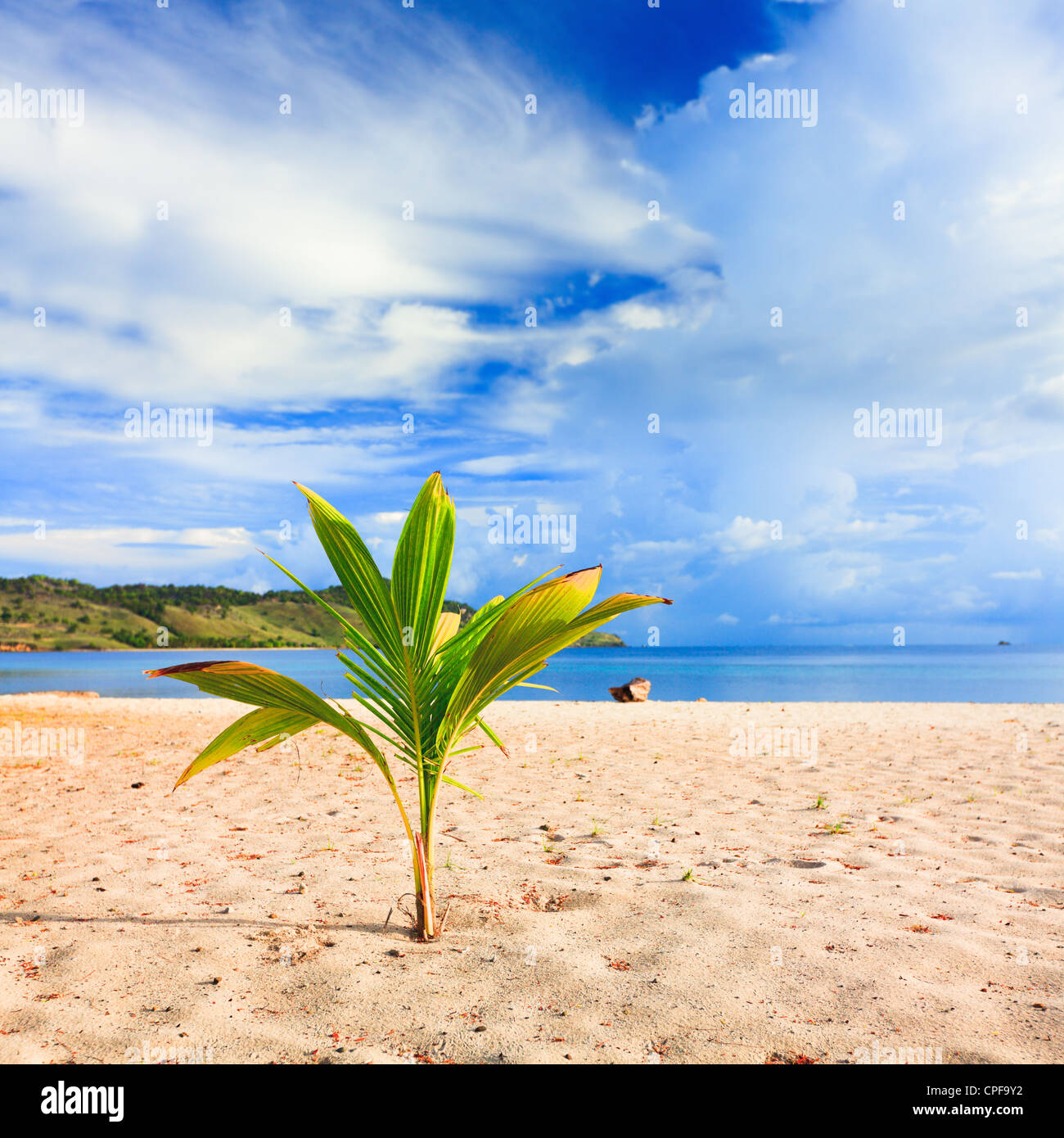 Coconut sprout hi-res stock photography and images - Alamy