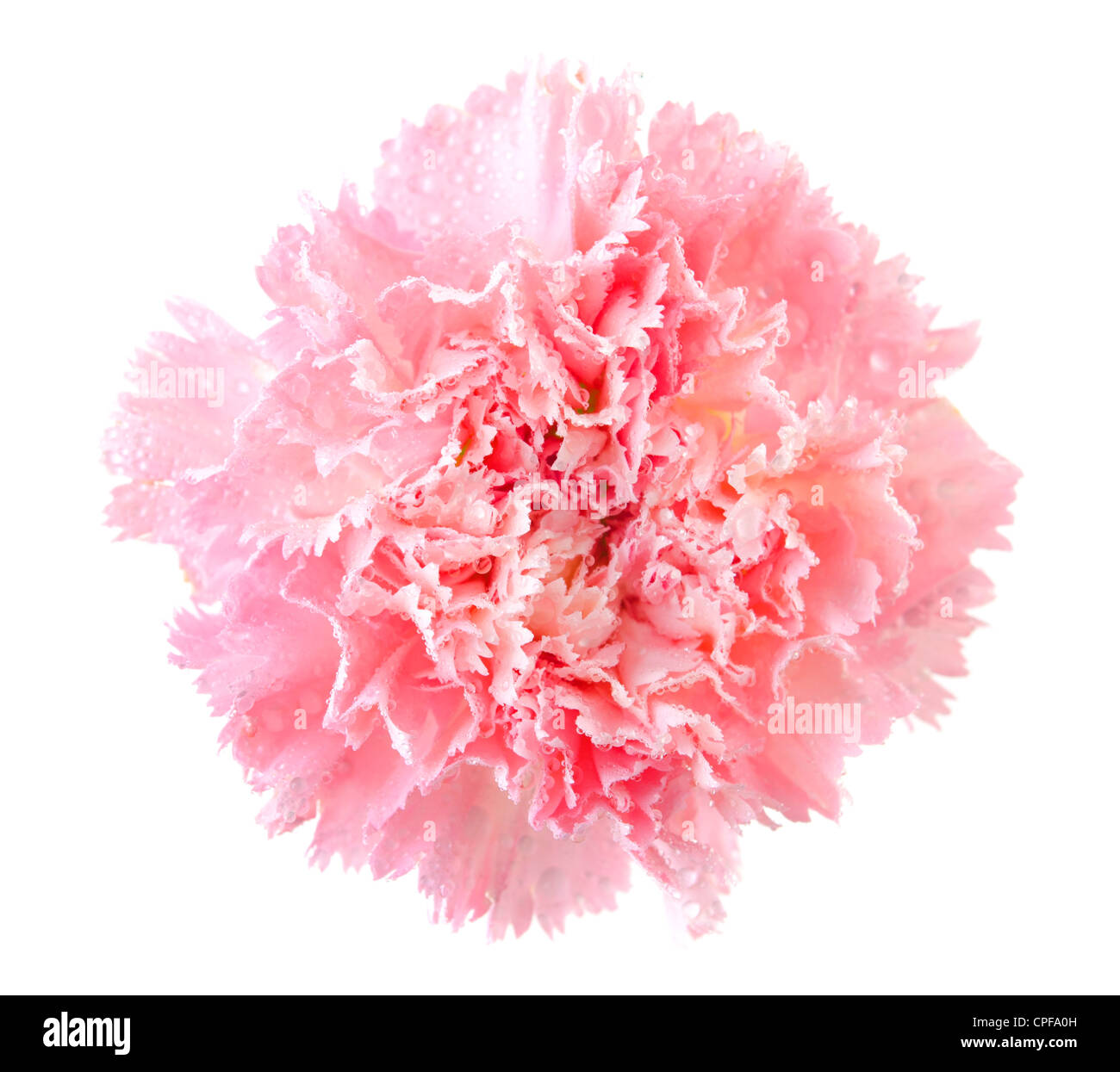 Pink carnation flower head isolated on white Stock Photo - Alamy