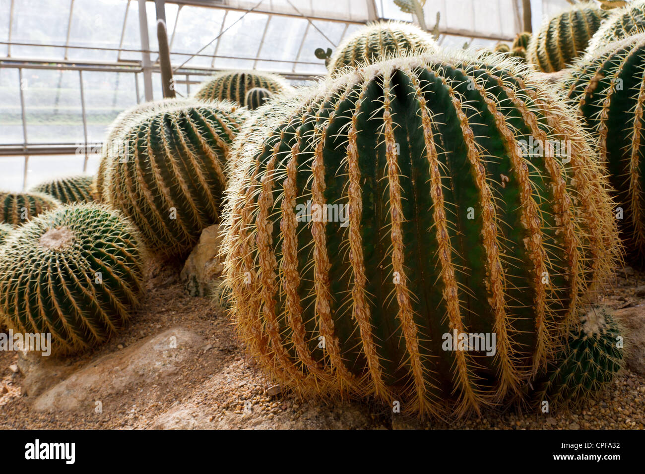 Cactus in a dome Stock Photo - Alamy