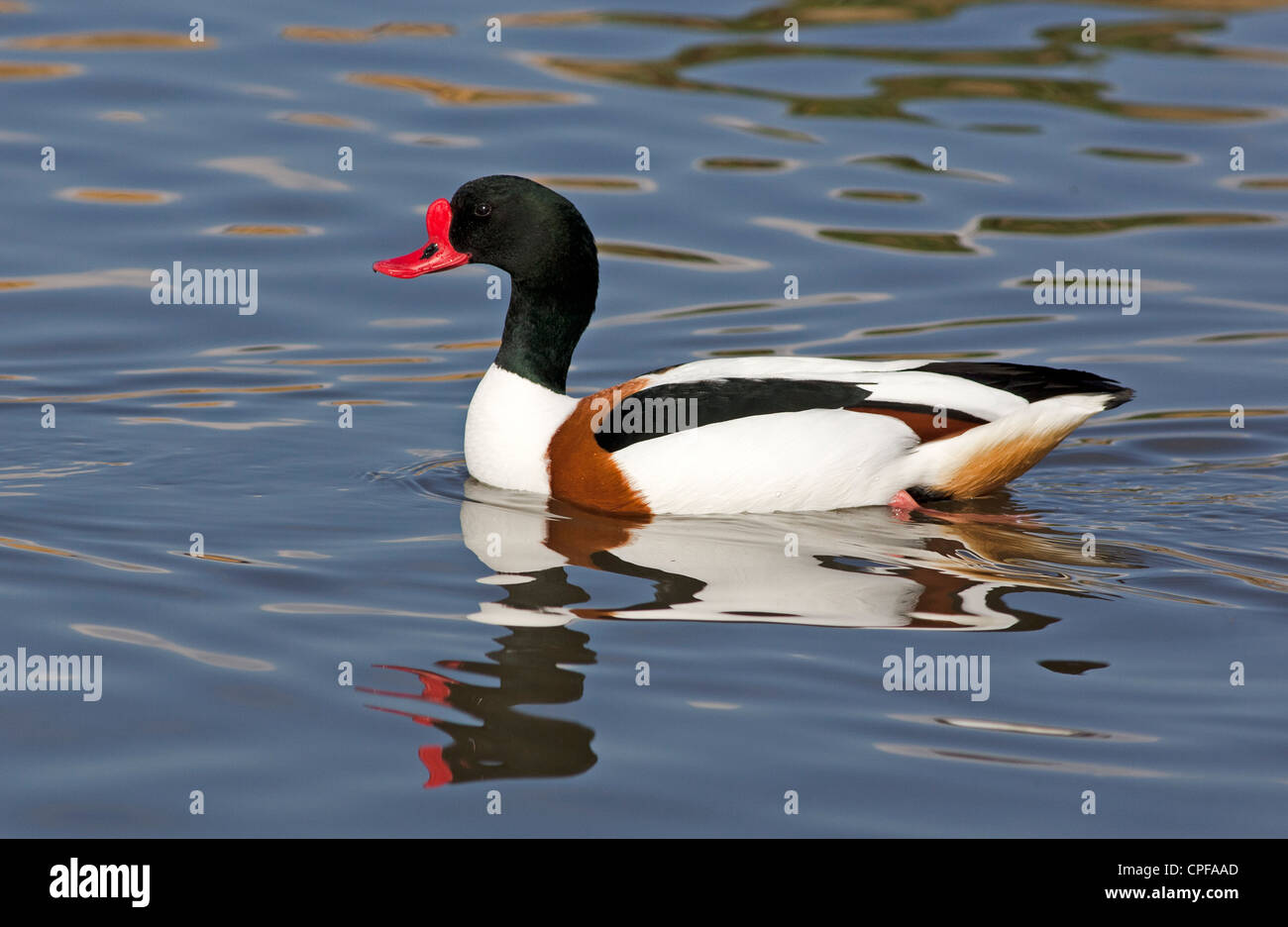 Tadoma tadoma hi-res stock photography and images - Alamy