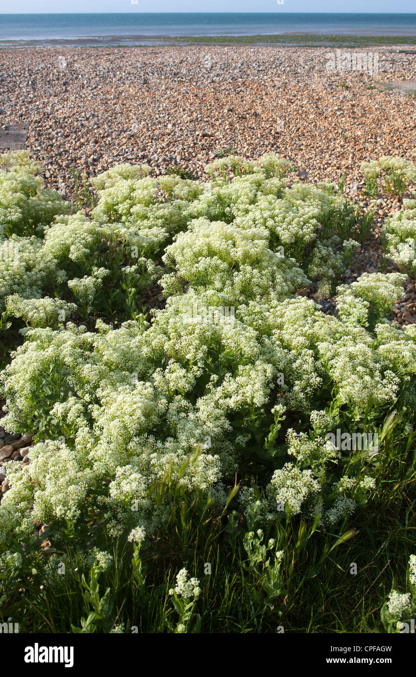 Beach Flora at Shoreham Stock Photo - Alamy