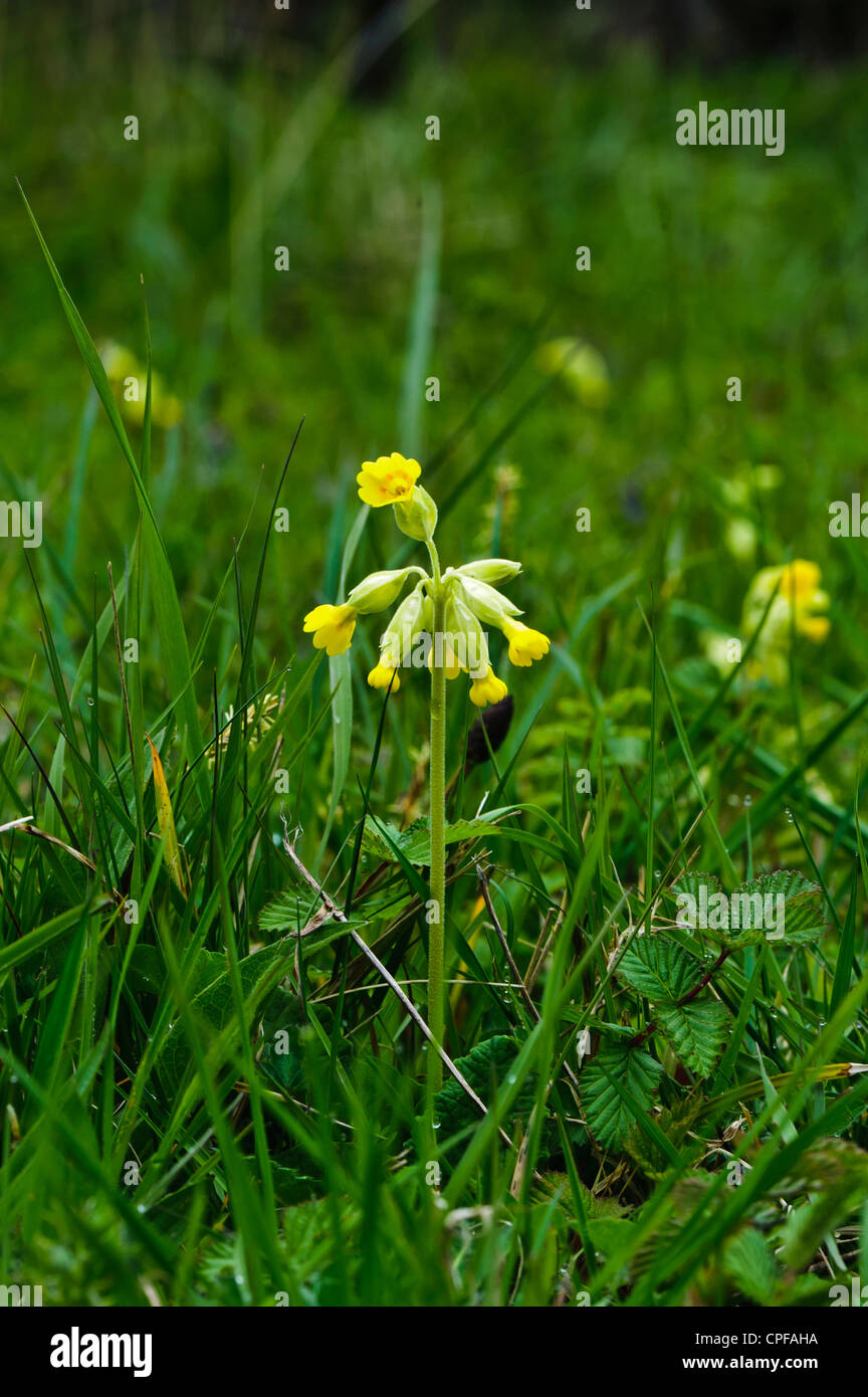 European cowslip hi-res stock photography and images - Alamy