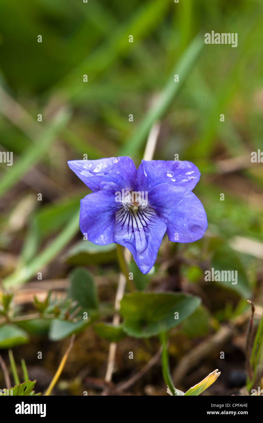 Hairy violet hi-res stock photography and images - Alamy