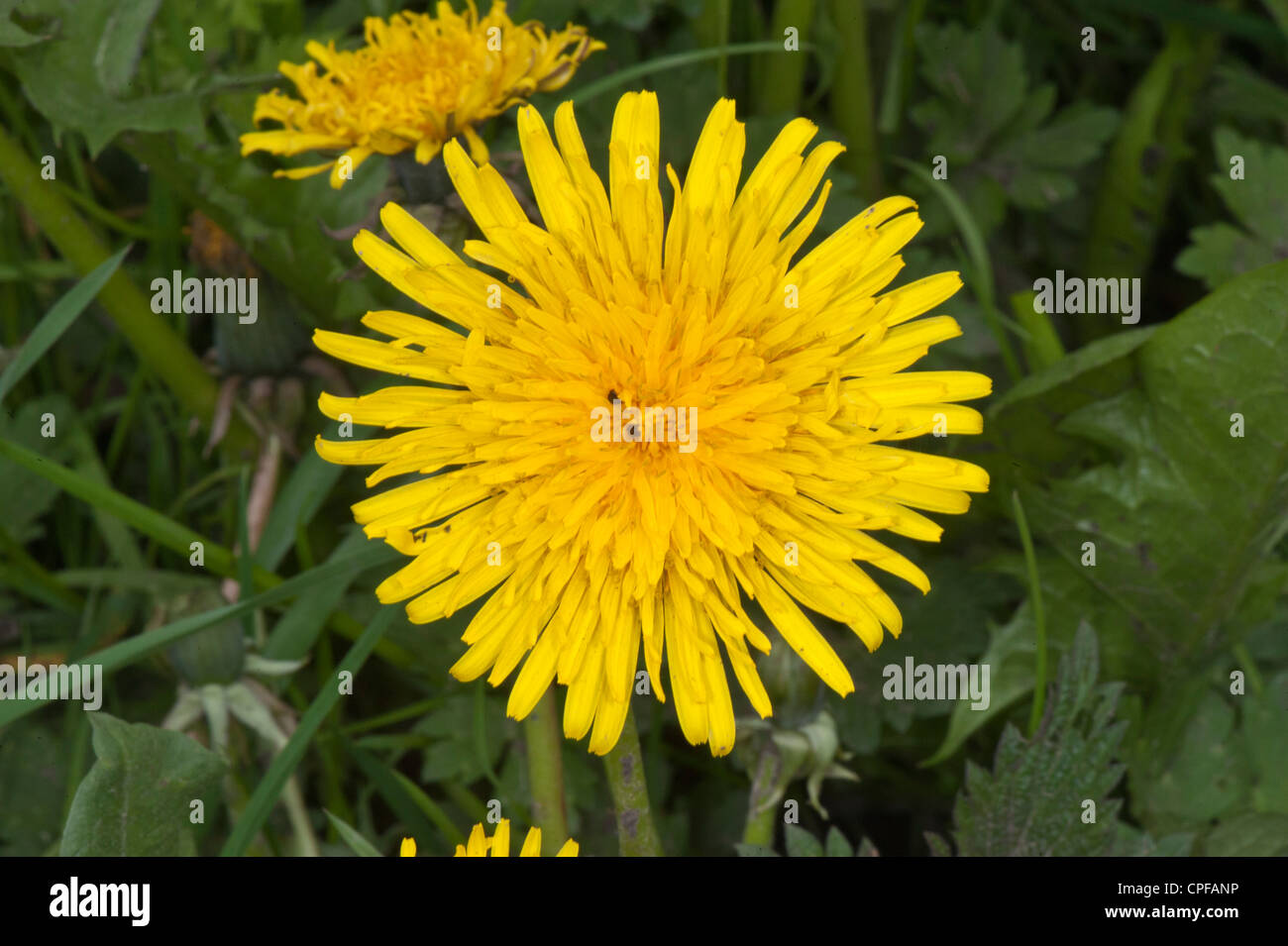 Perennial herb native to europe hi-res stock photography and images - Alamy