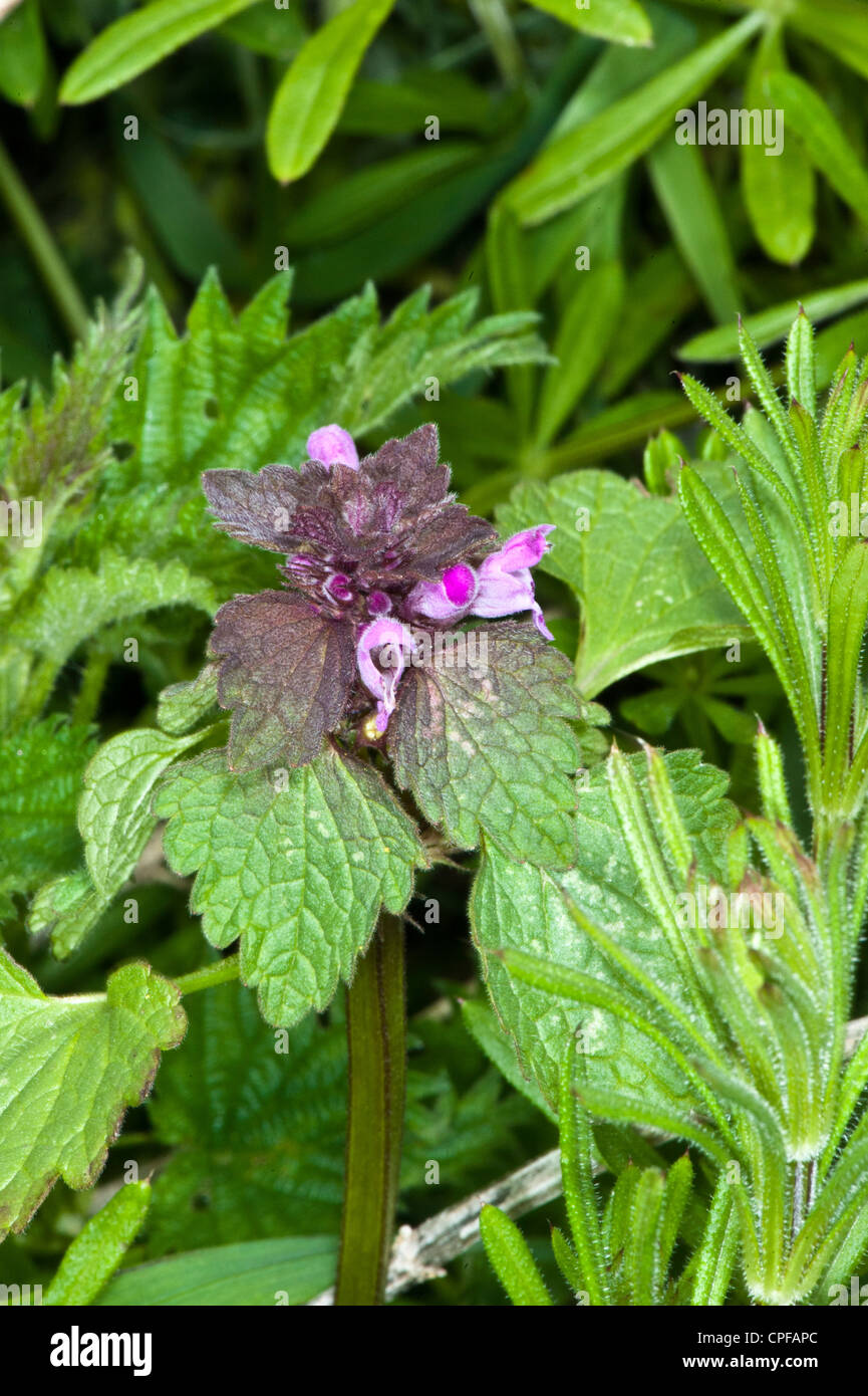Native wild flower hi-res stock photography and images - Alamy