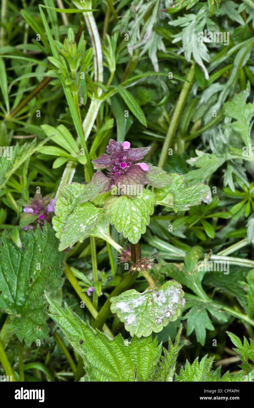Red Dead Nettle, Wild Flower Stock Photo - Alamy