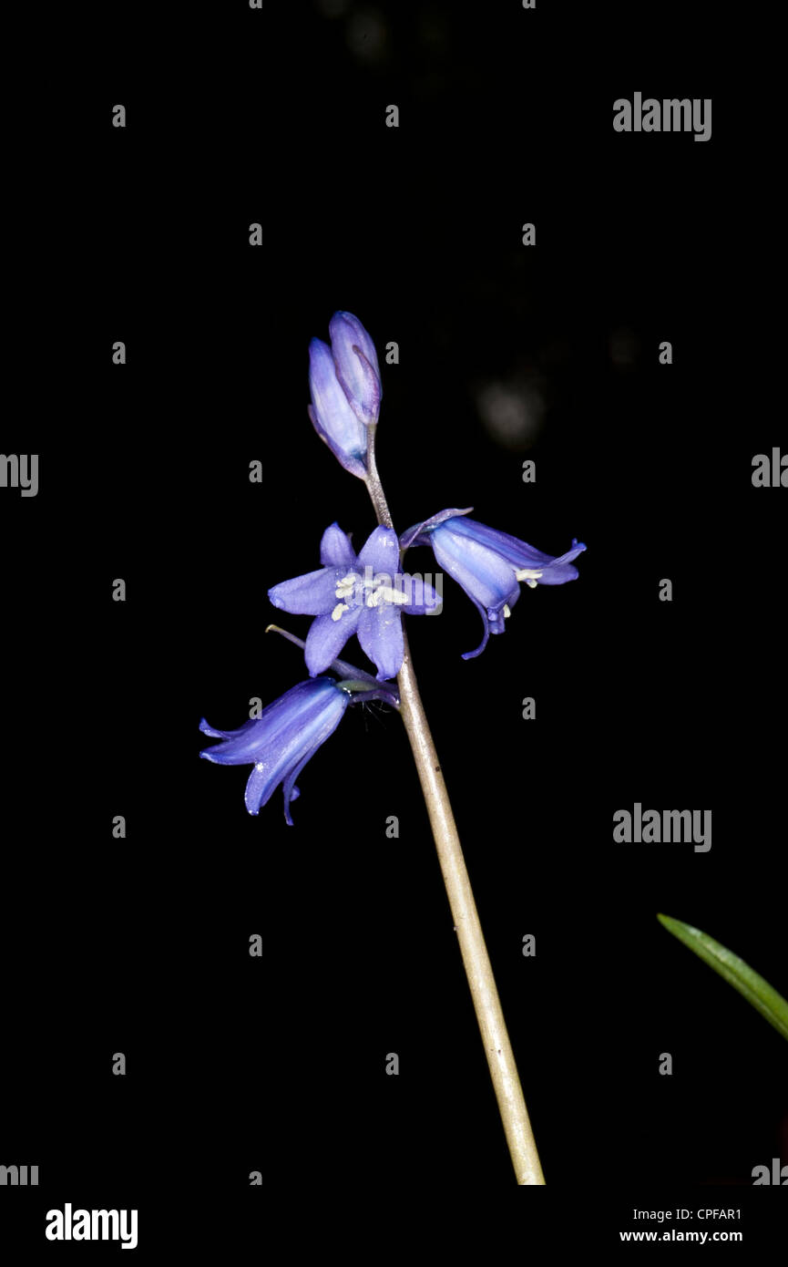 Close up detail english bluebell flowers hi-res stock photography and ...