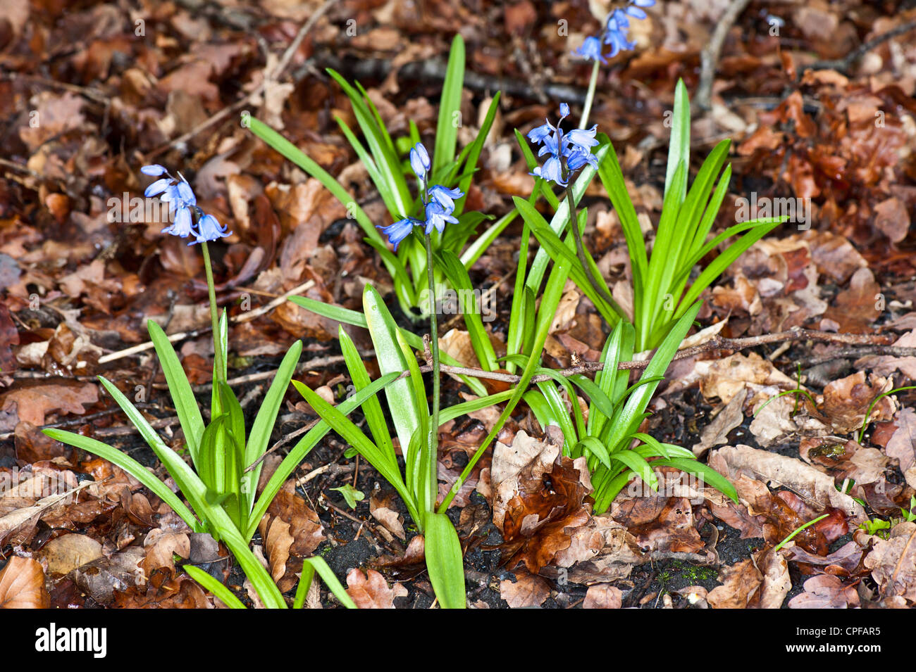 Native british wild bluebell hi-res stock photography and images - Alamy