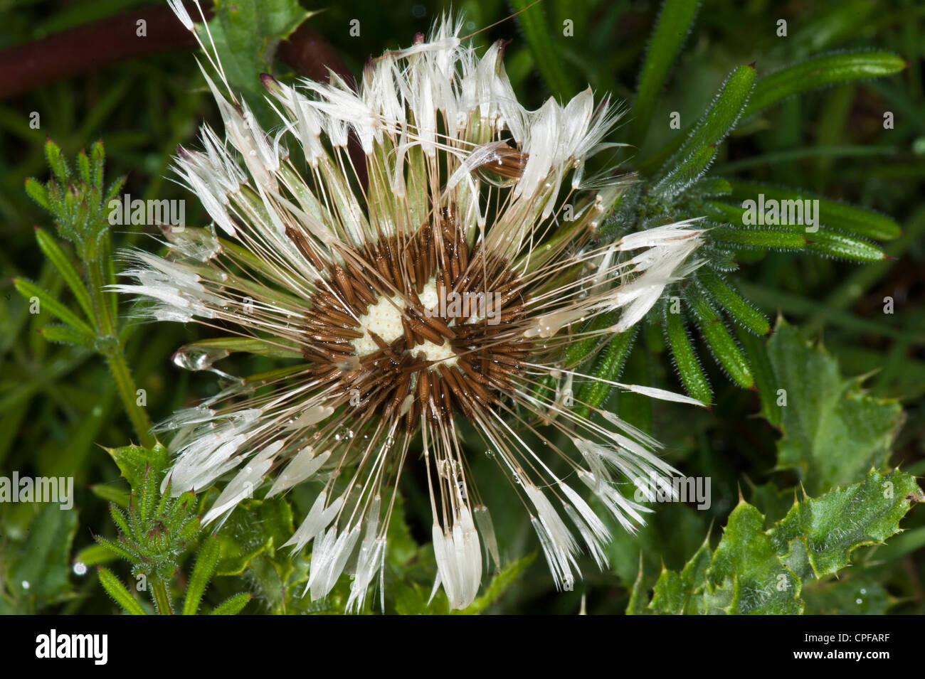 Dandelion Seed Head Stock Photo - Alamy