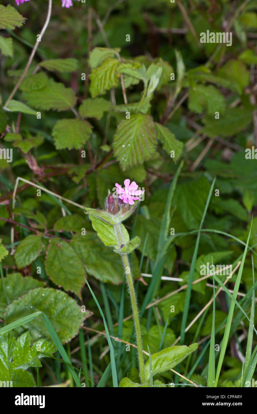 Red Campion wild flower Stock Photo - Alamy