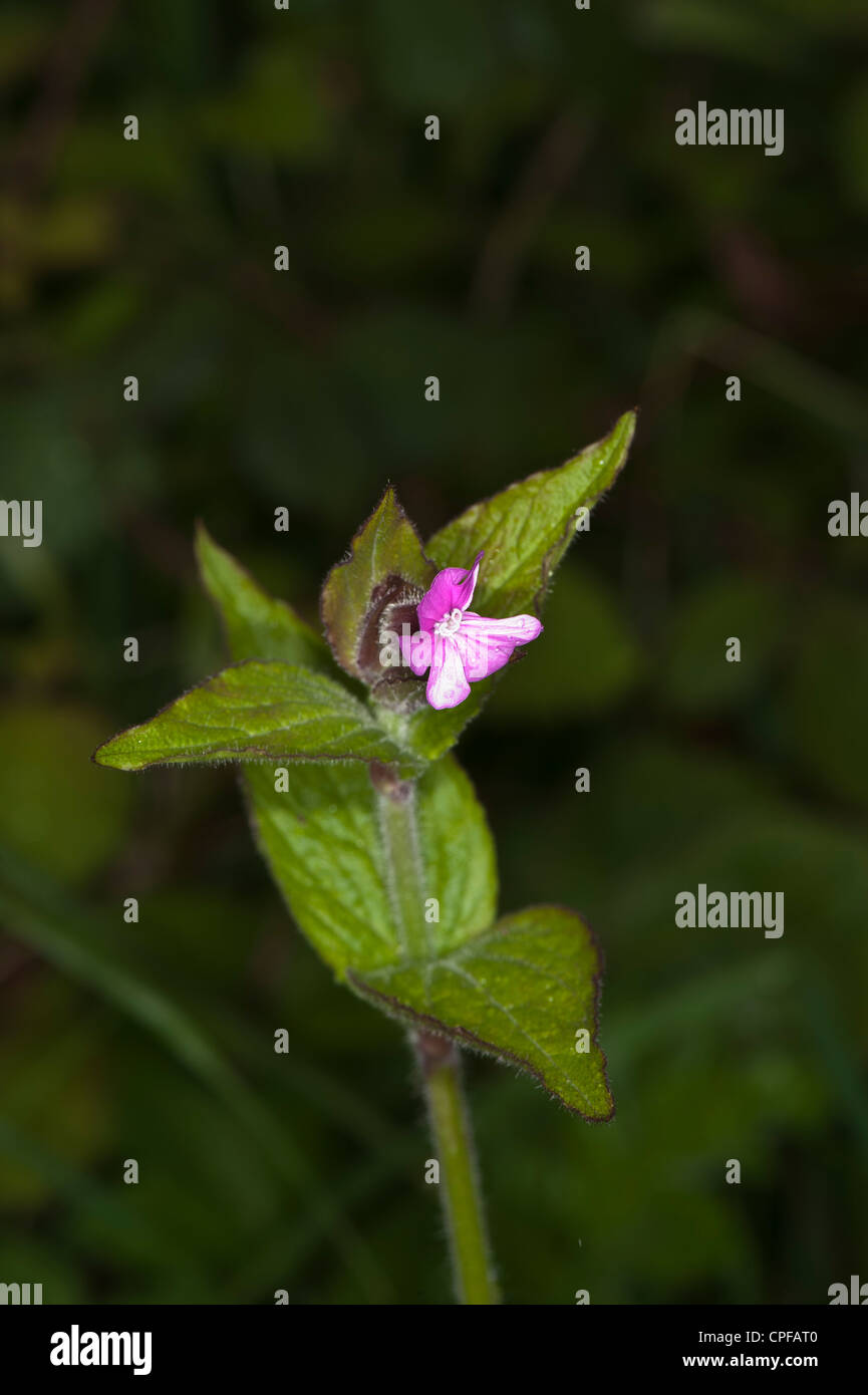 Native british wild flower hi-res stock photography and images - Alamy