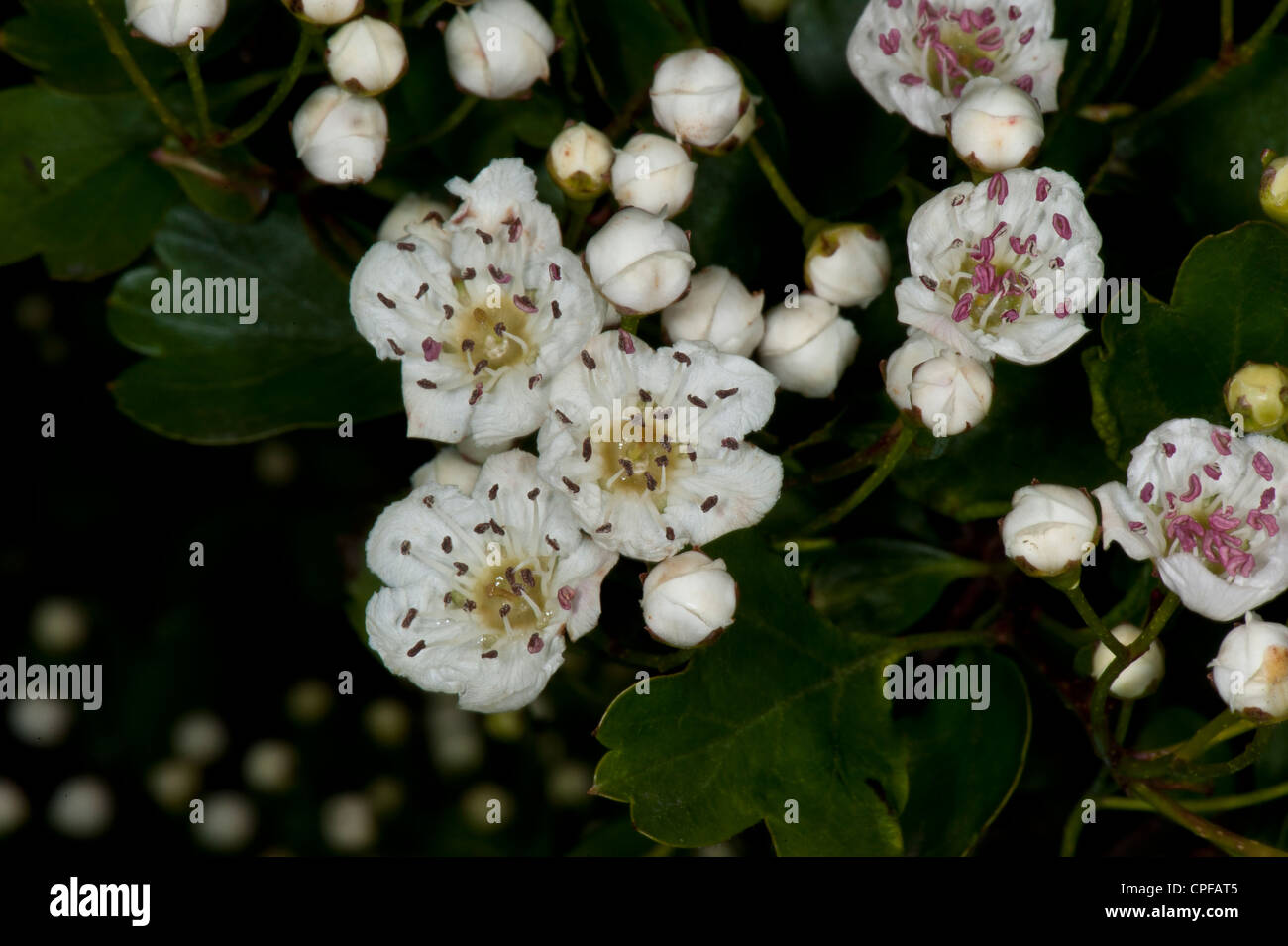 Hawthorn flower hi-res stock photography and images - Alamy