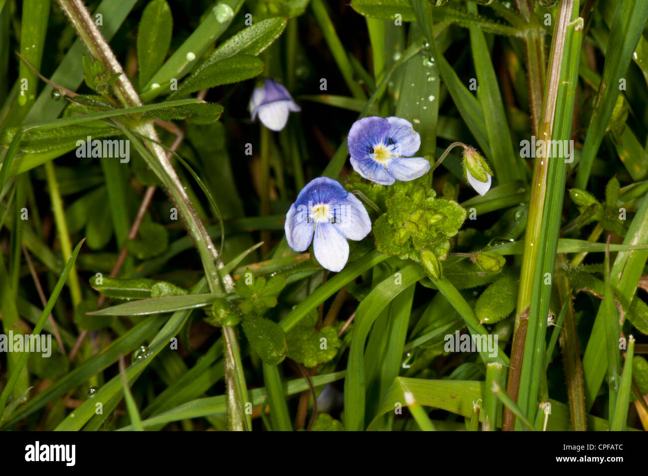 Speedwell, wild flower Stock Photo - Alamy