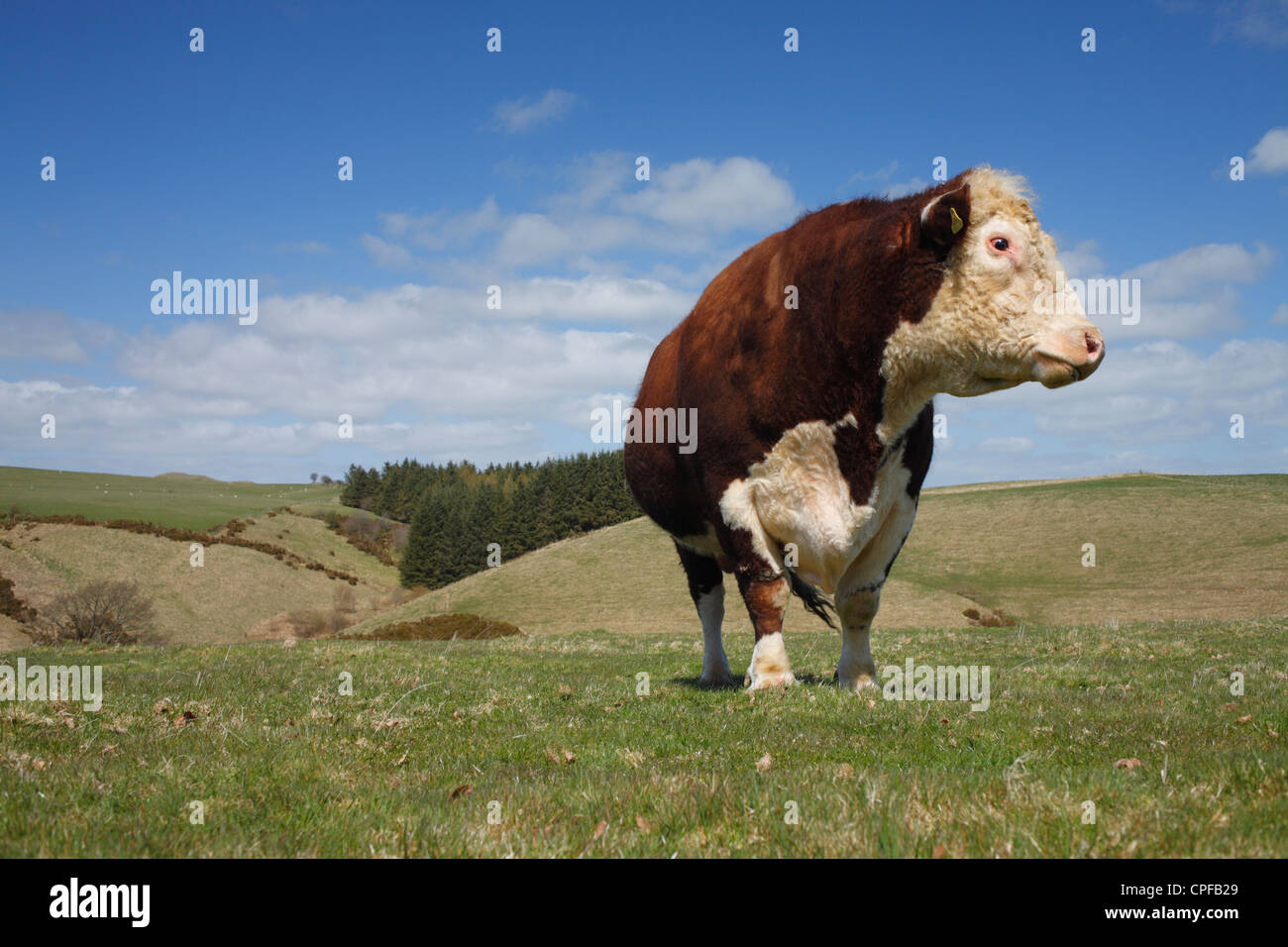 Female bull cow hi-res stock photography and images - Alamy