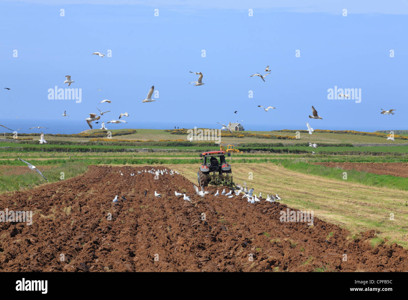 Gulls - mainly Herring (Larus argentatus) following a tractor ploughing ...