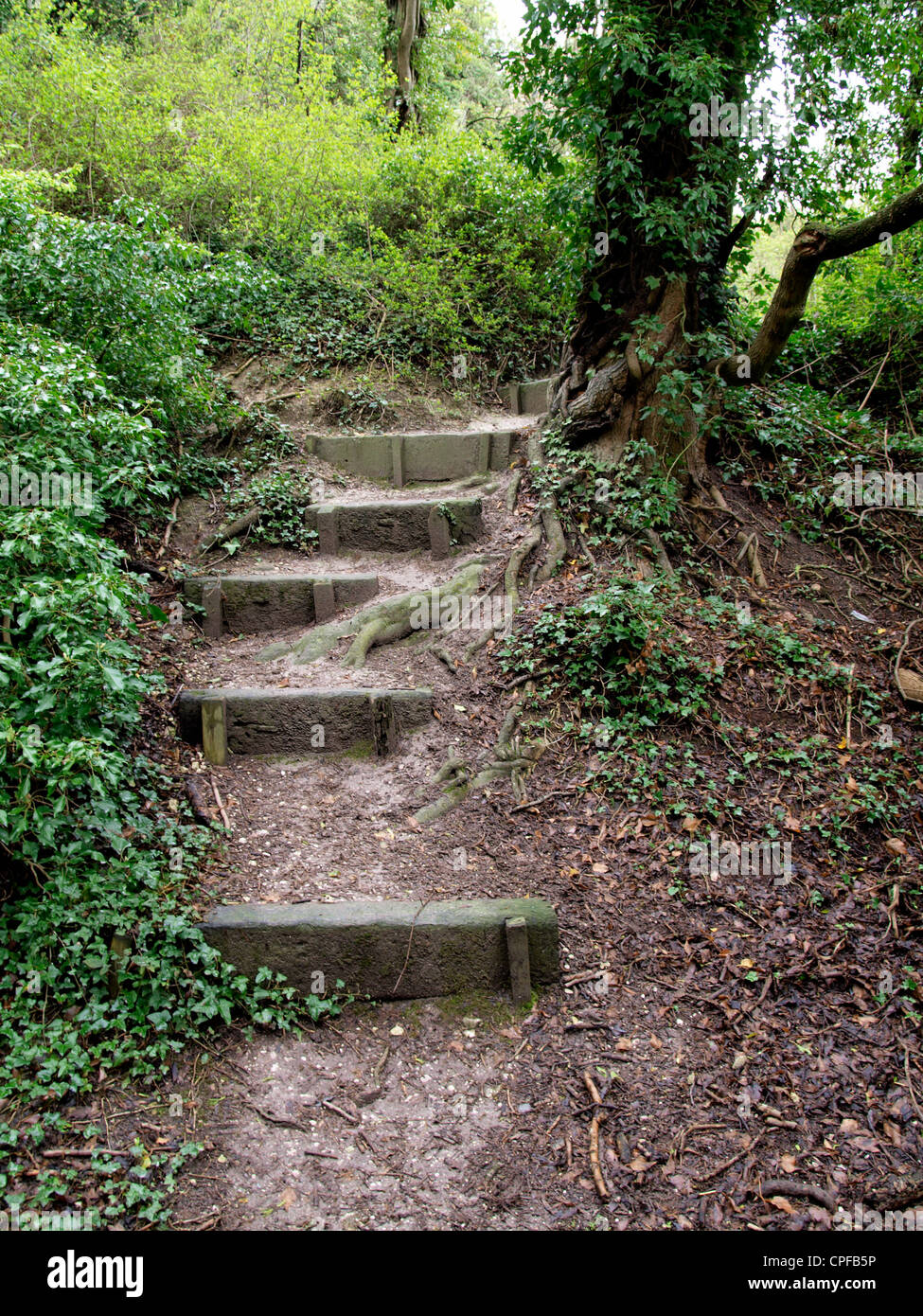 Woodland steps, UK Stock Photo - Alamy