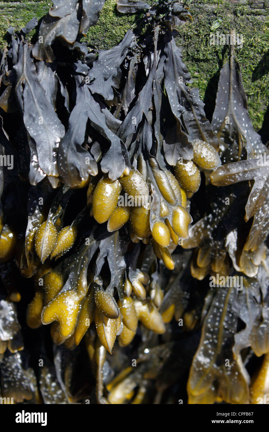 FUCUS SPIRALIS. SPIRAL WRACK SEAWEED Stock Photo - Alamy