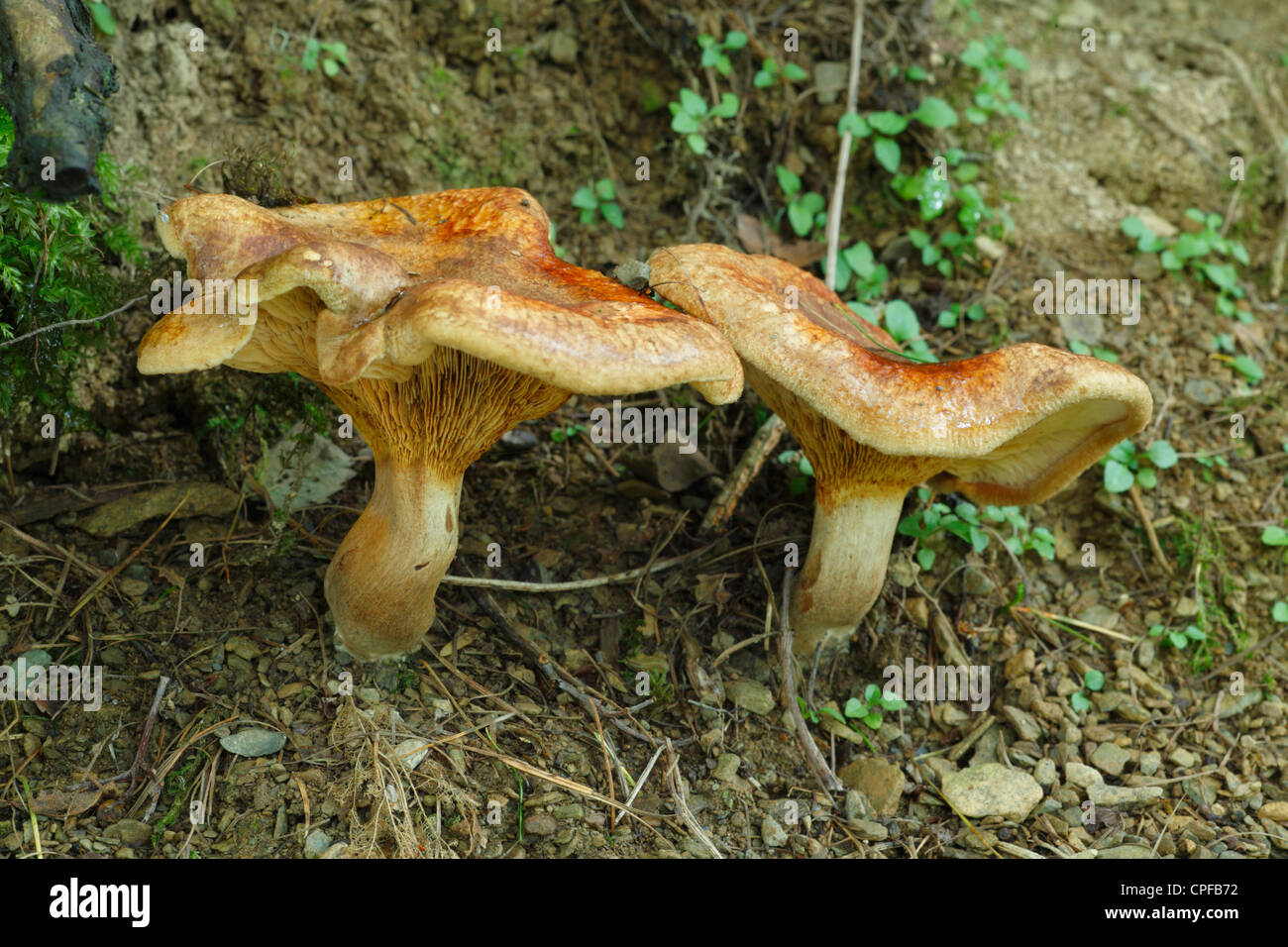 Paxillus Involutus