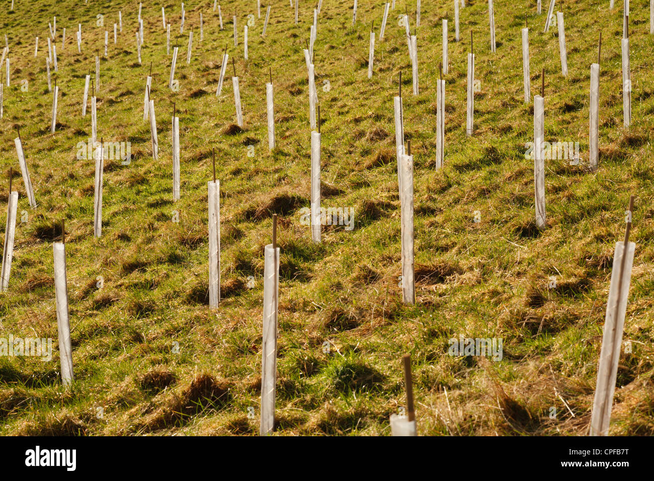 Newly planted trees for new woodland in shelter tubes on a hill farm in ...