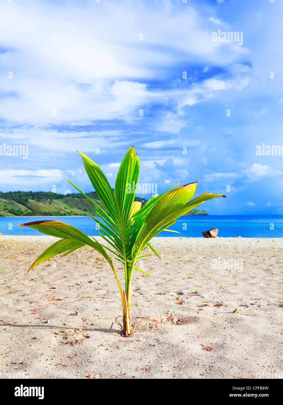 Coconut sprout hi-res stock photography and images - Alamy