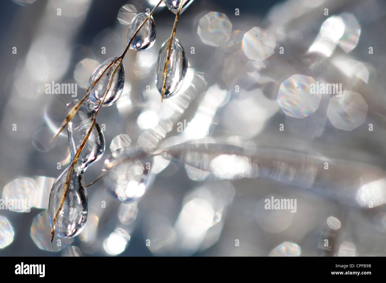 Fescue festuca sp hi-res stock photography and images - Alamy