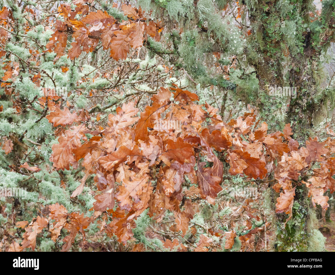 Young Sessile Oak tree (Quercus petraea) with extensive lichen growth ...