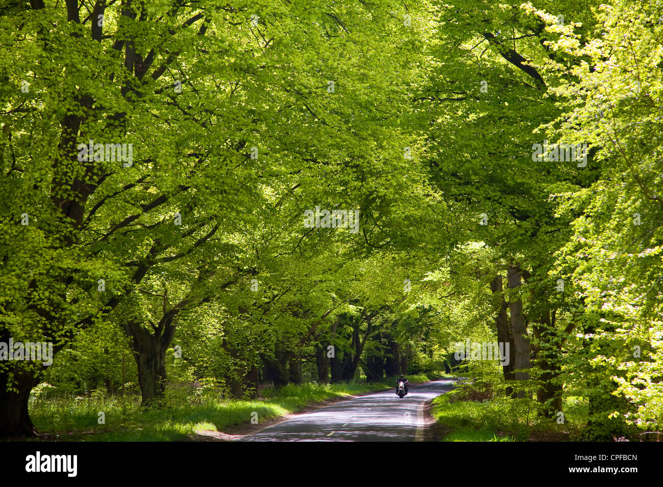 Tunnel of trees over Thetford Forest road Norfolk England Stock Photo ...