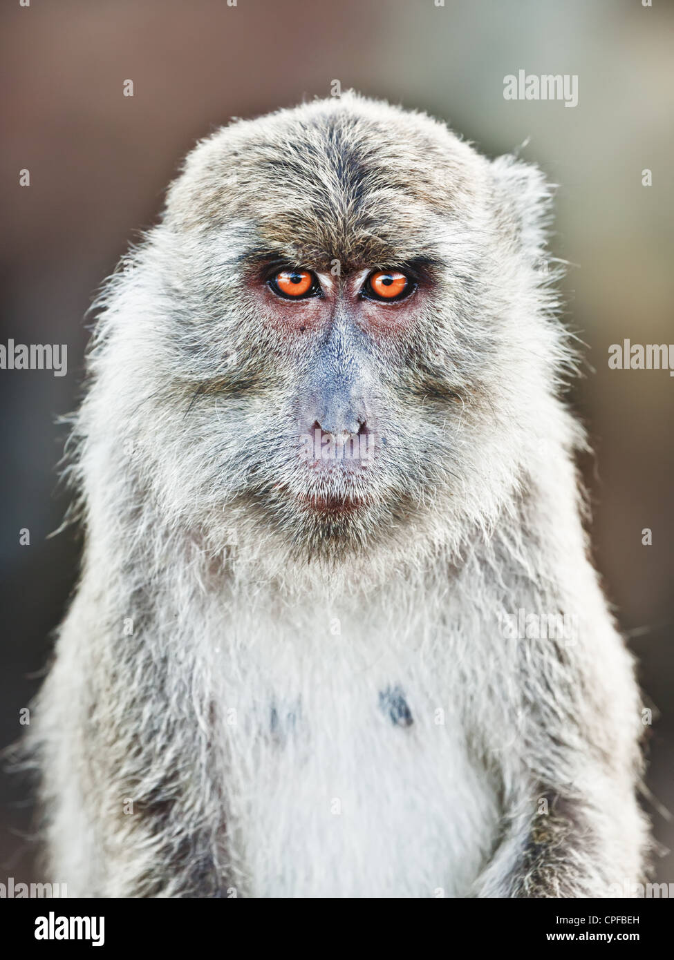 Angry macaque hi-res stock photography and images - Alamy