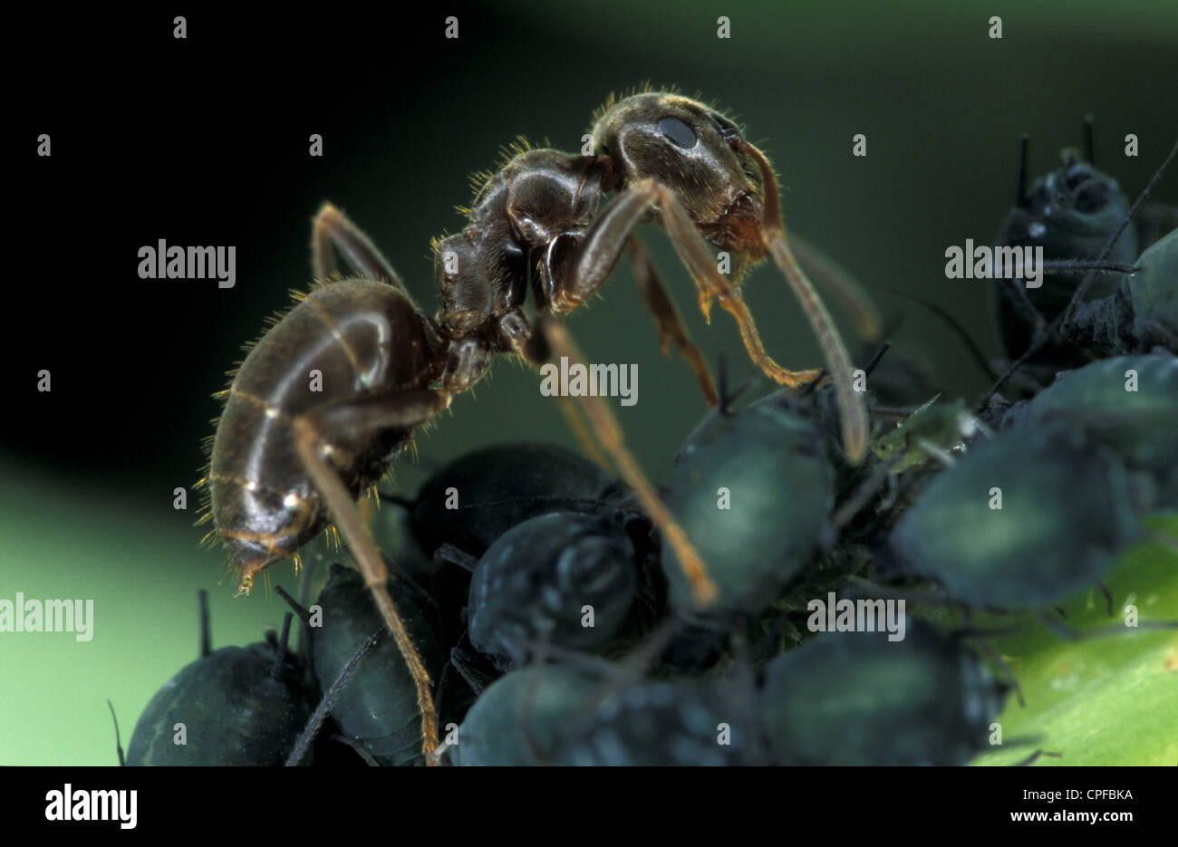 Black Garden ant (Lasius niger) tending aphid farm Stock Photo - Alamy
