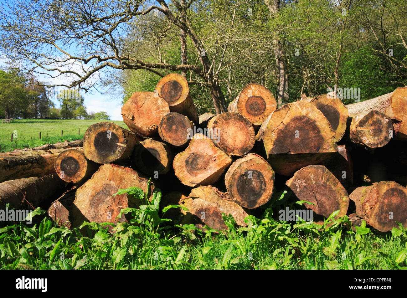 A view of the end of a pile of felled and trimmed logs in a woodland in ...
