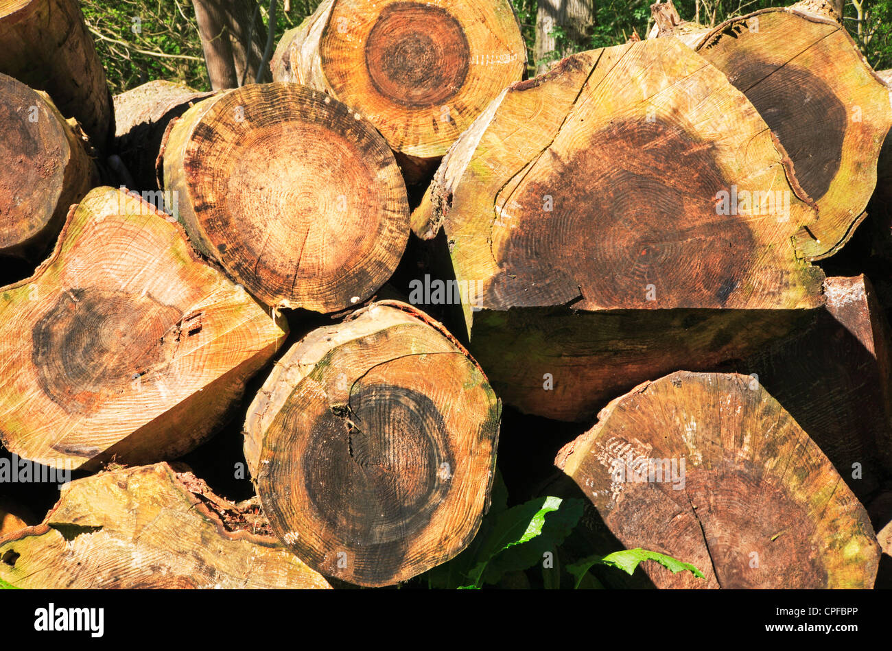 A view of the end of a pile of cut logs revealing tree rings in a ...