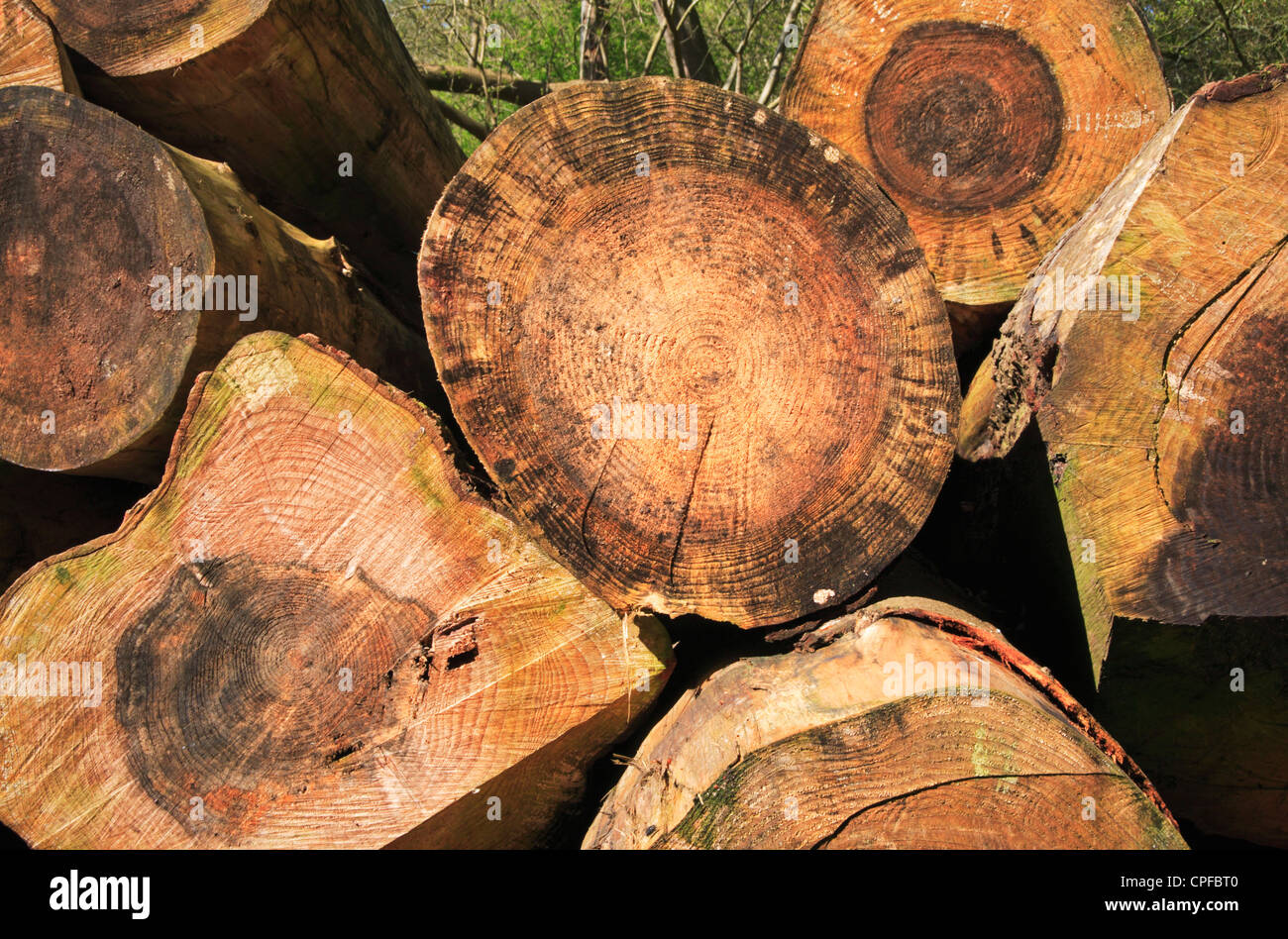 A view of the end of a pile of cut logs revealing tree rings in a ...