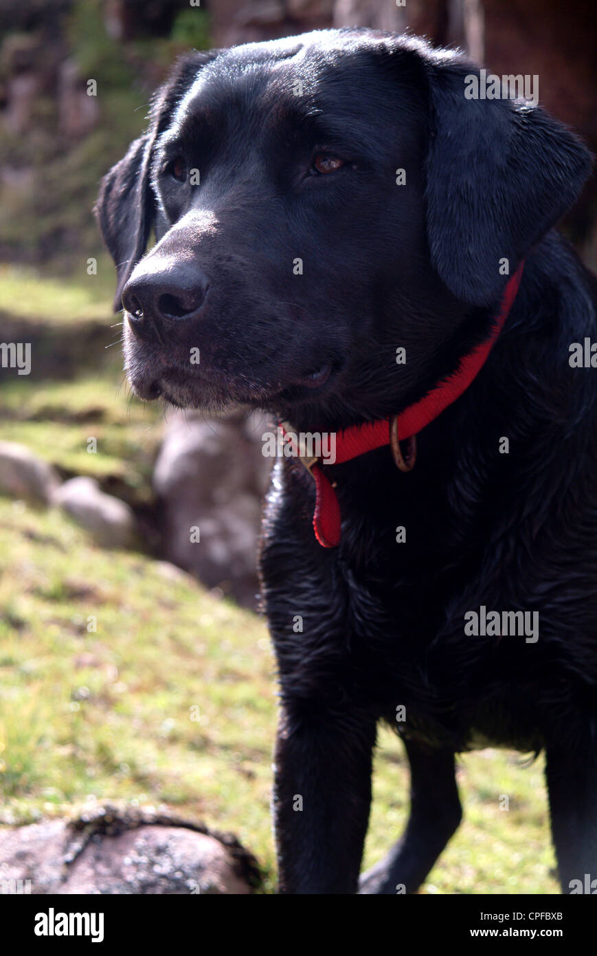 Portrait of elderly black Labrador dog Stock Photo - Alamy