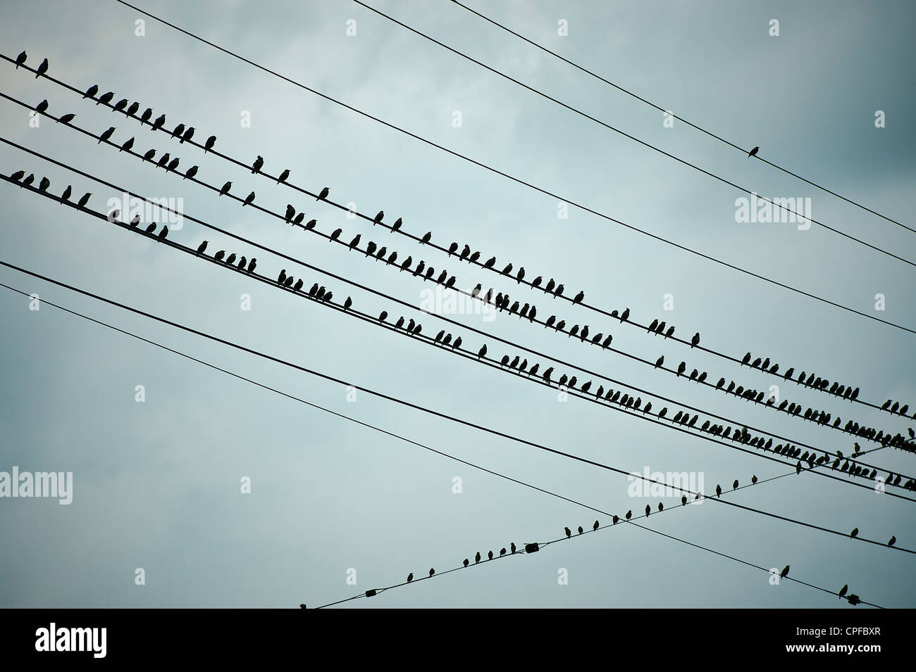 Birds on a wire Stock Photo - Alamy
