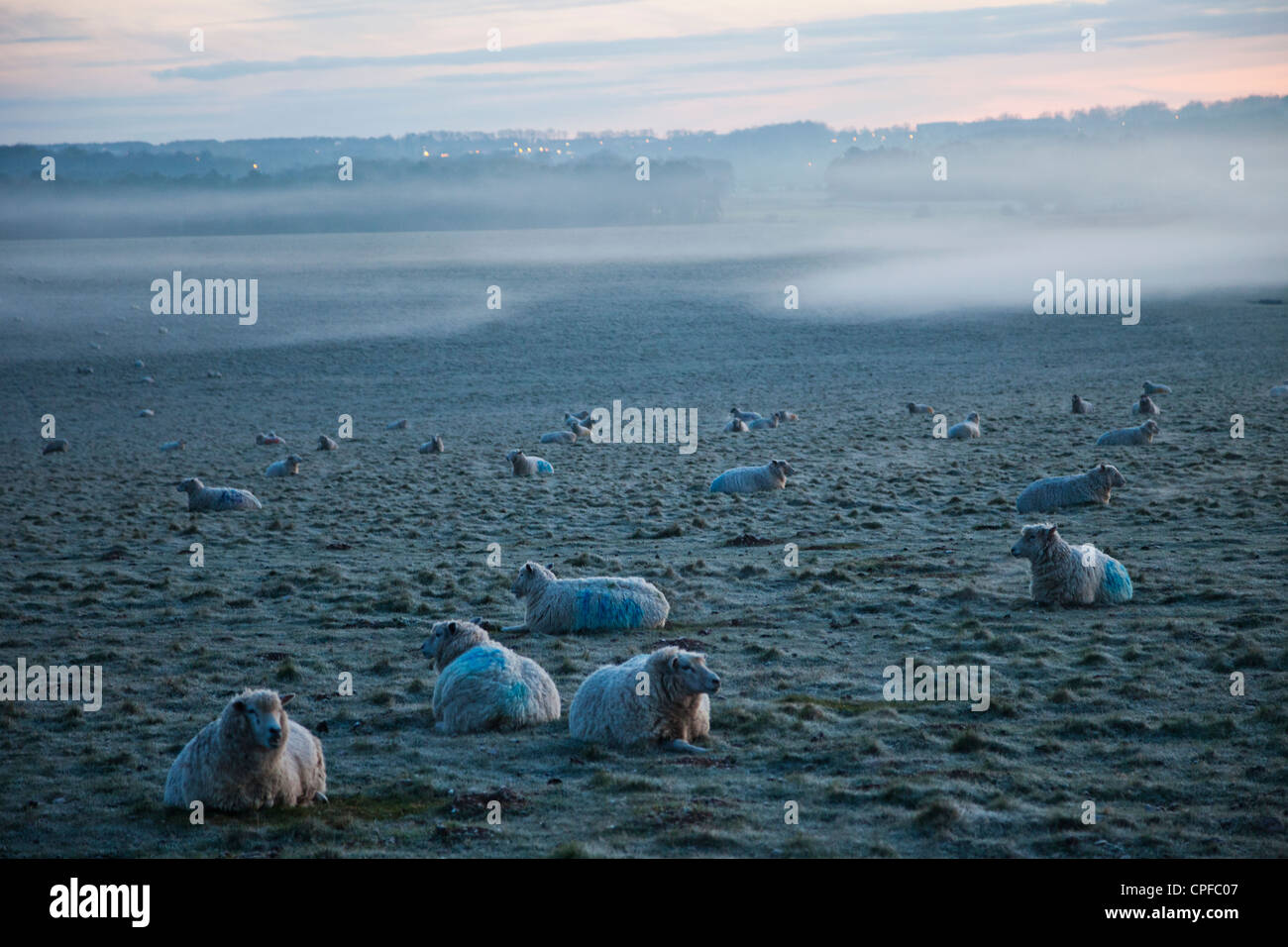 England, Wiltshire, Salisbury Plains, Sheep in Field Stock Photo - Alamy