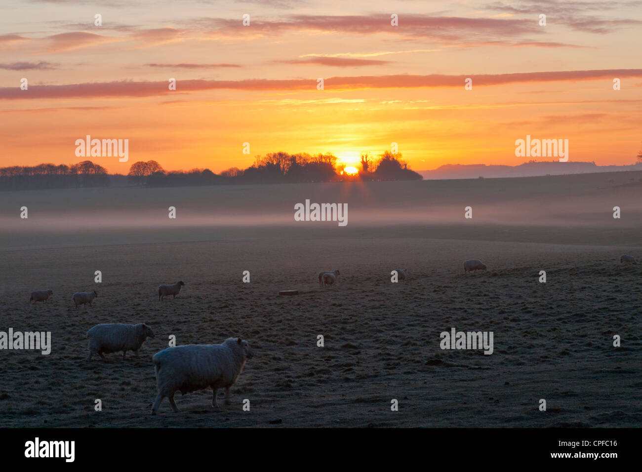 England, Wiltshire, Salisbury Plains, Sheep in Field Stock Photo - Alamy