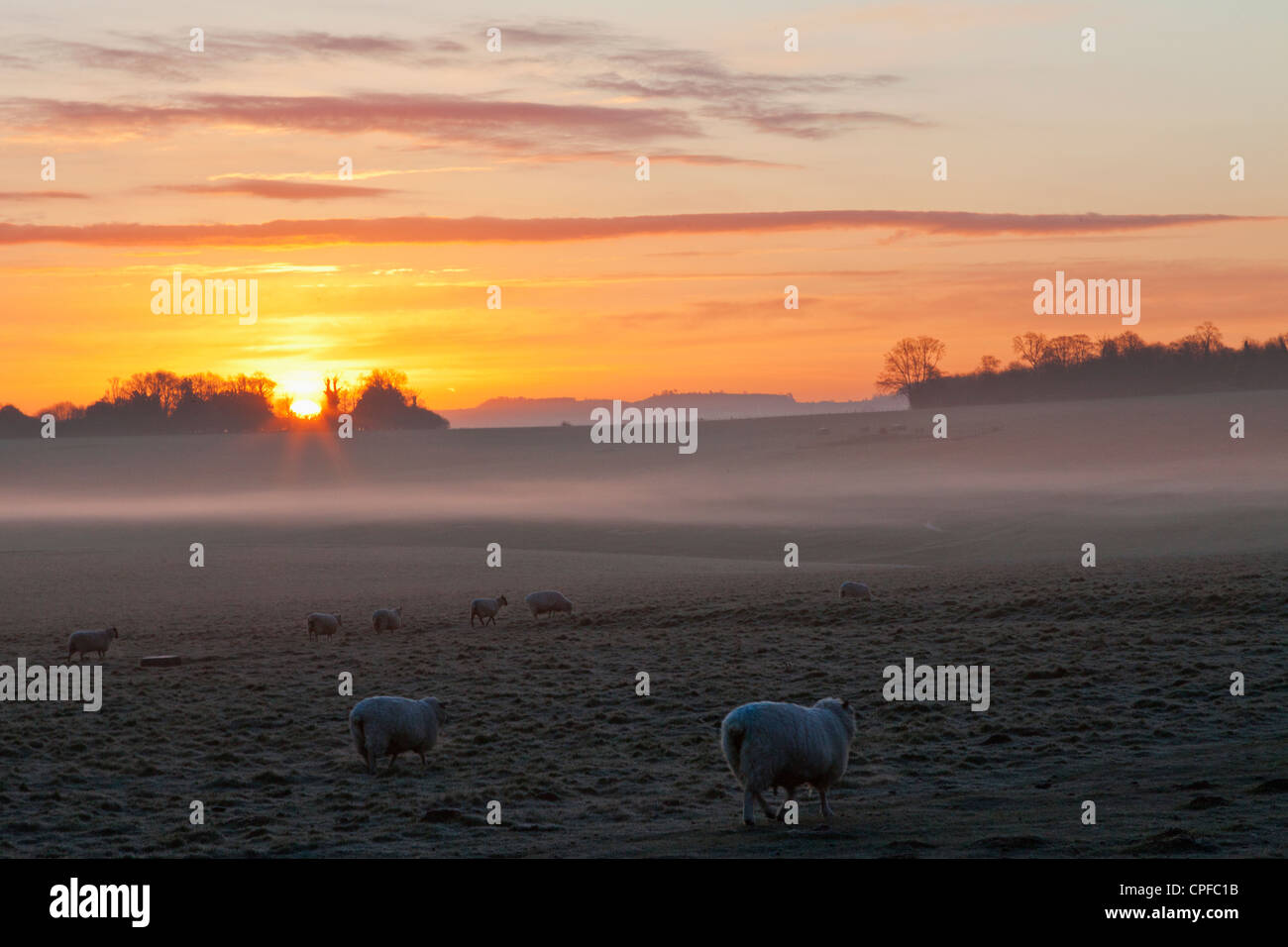 England, Wiltshire, Salisbury Plains, Sheep in Field Stock Photo - Alamy