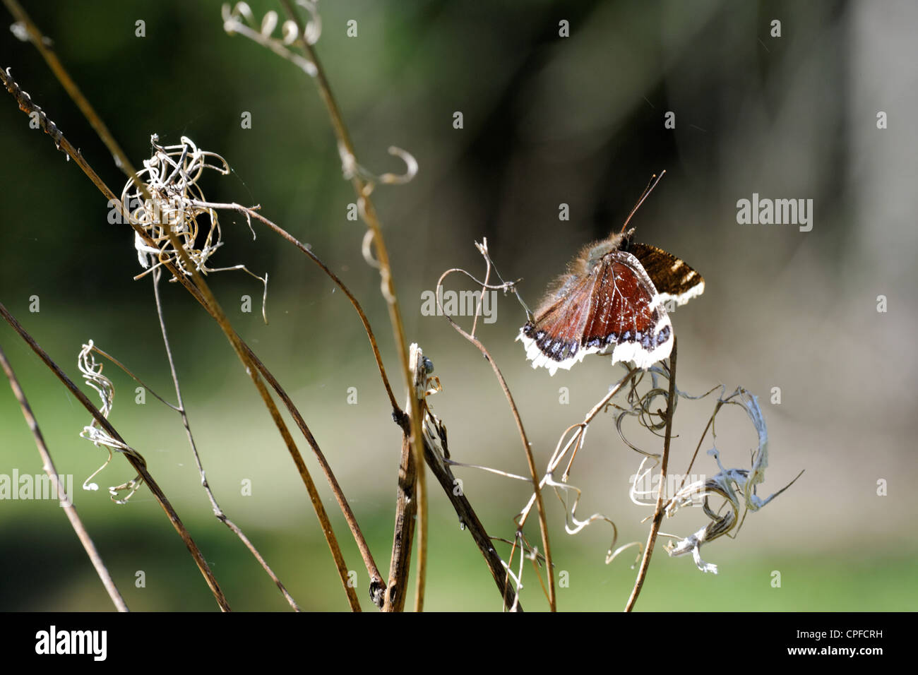 Mourning Cloak butterfly Stock Photo - Alamy