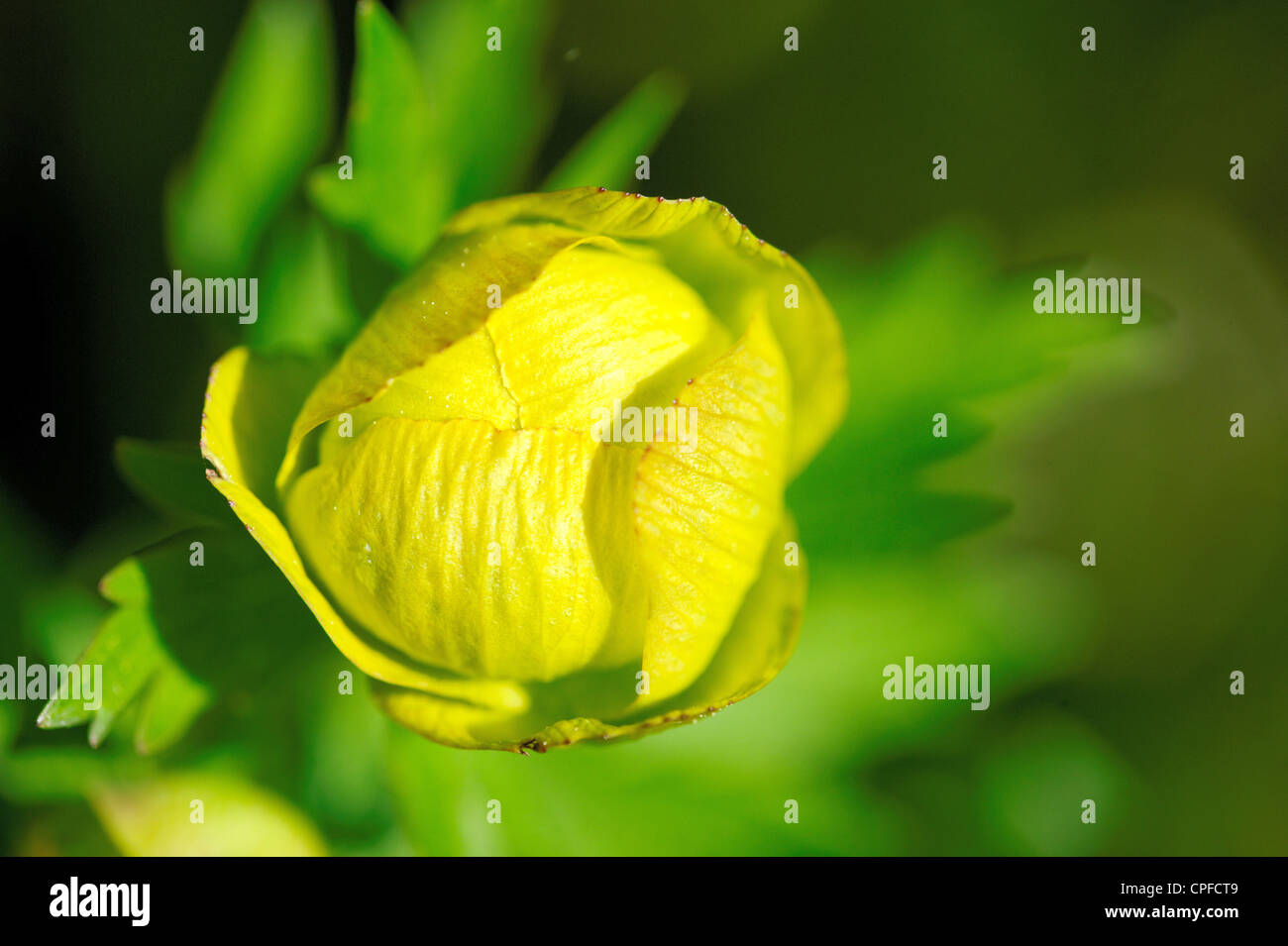 Moist areas hi-res stock photography and images - Alamy
