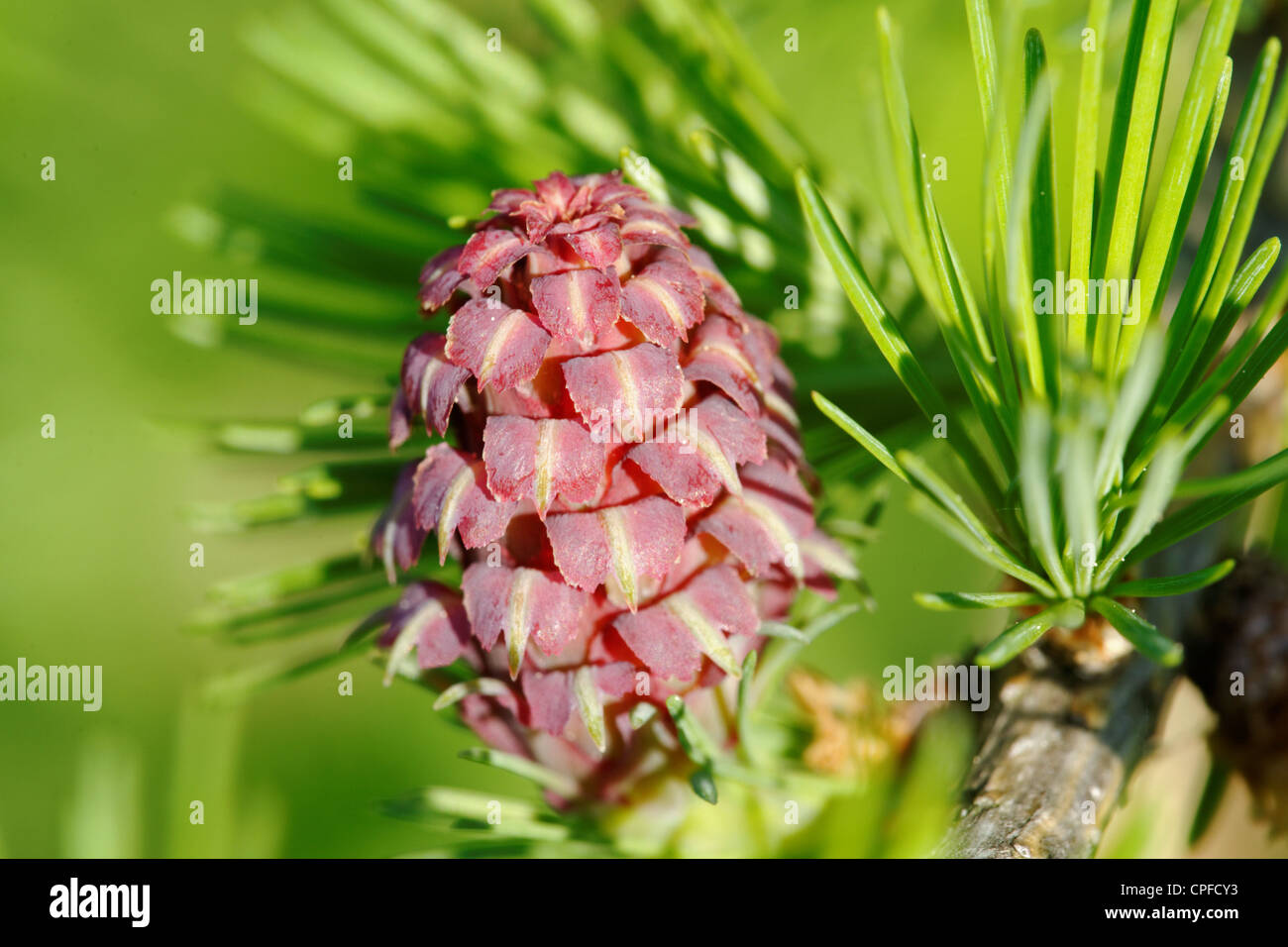Tree forest cone hi-res stock photography and images - Alamy