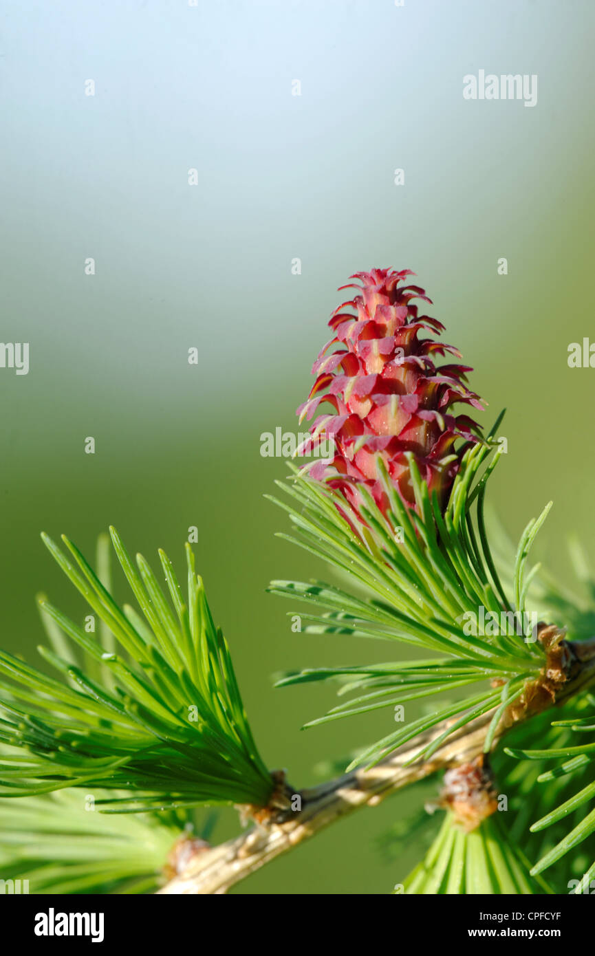 Tree forest cone hi-res stock photography and images - Alamy