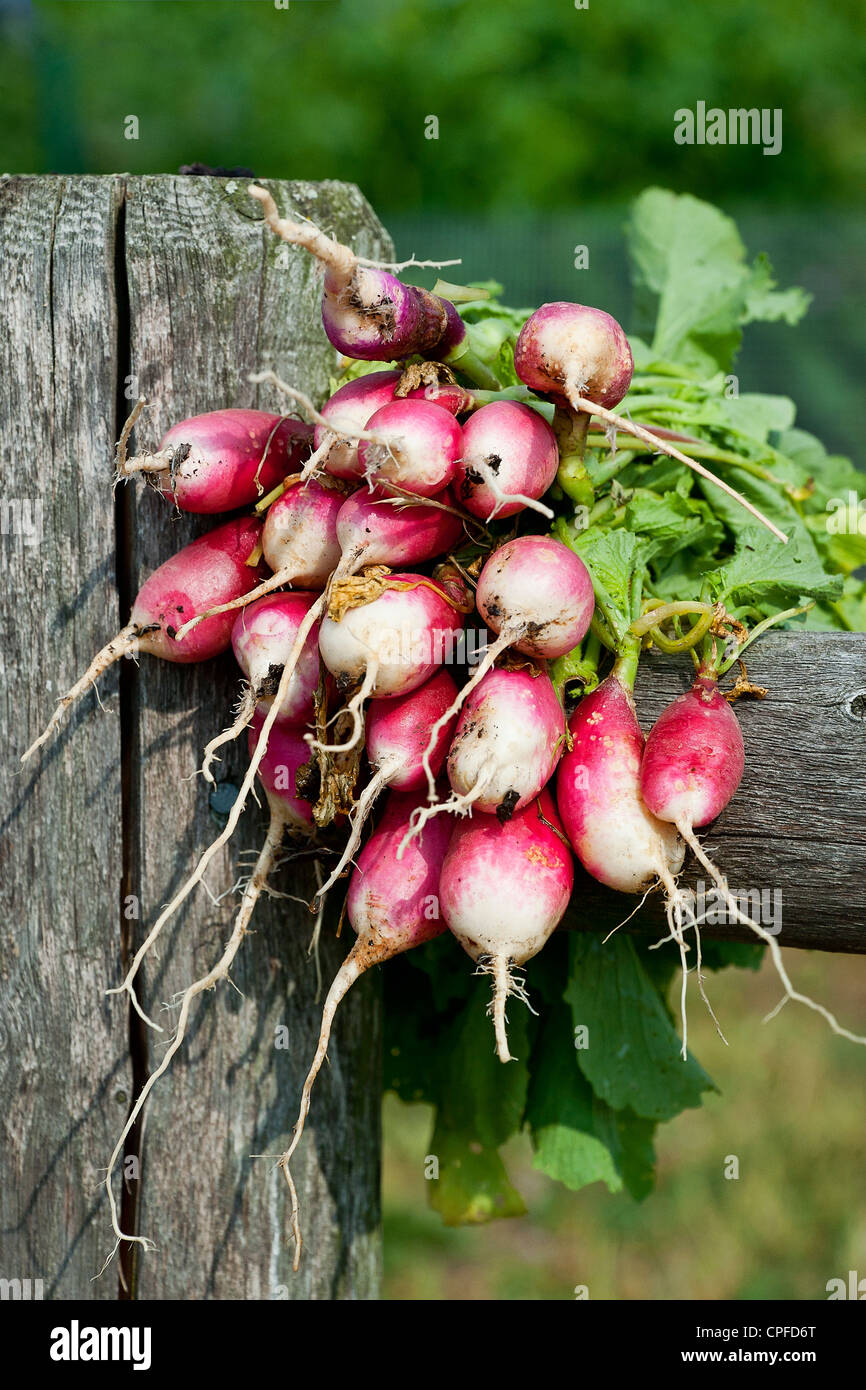 Radish french breakfast hi-res stock photography and images - Alamy