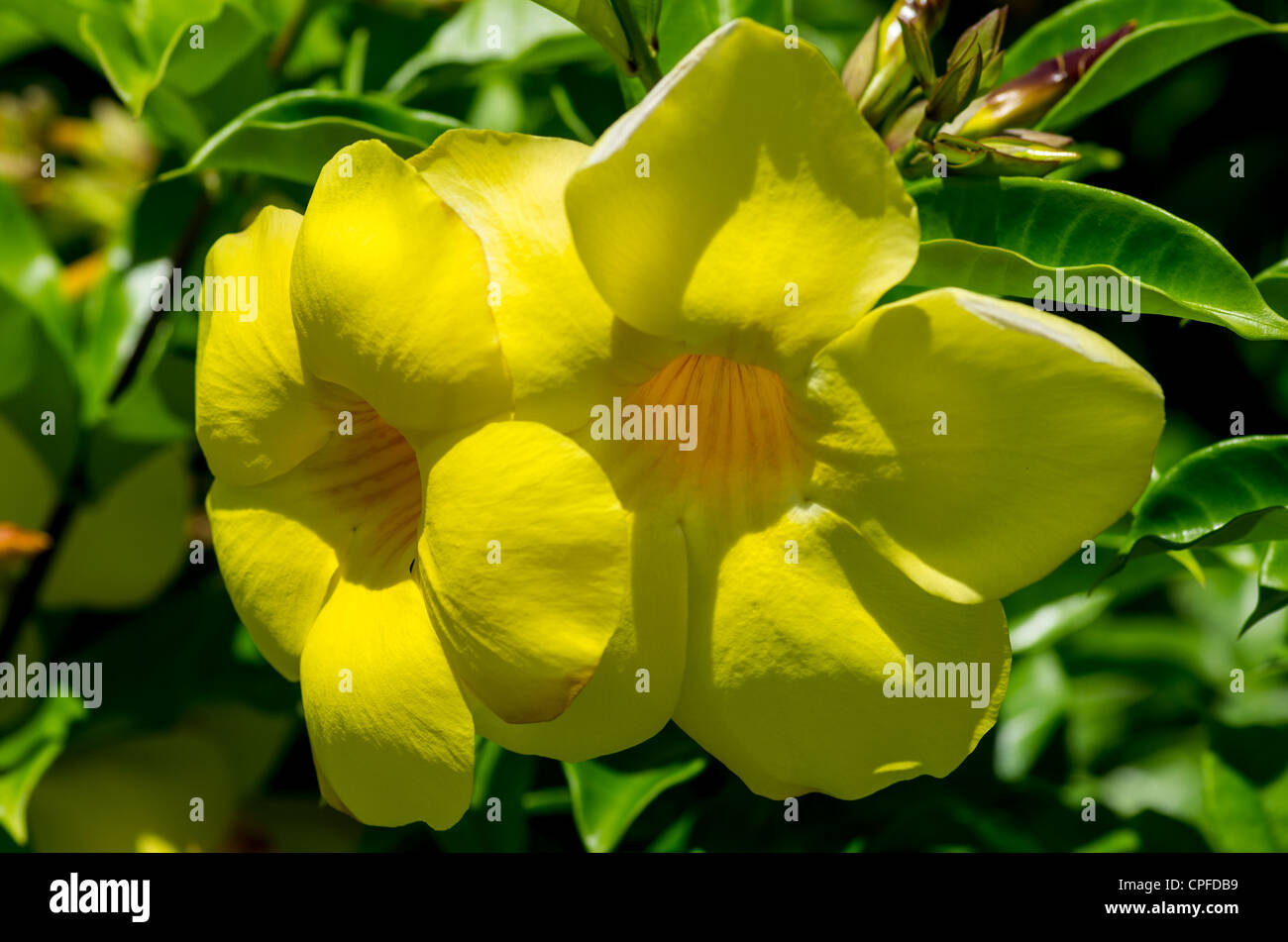 Allamanda bush, Grenada Stock Photo - Alamy