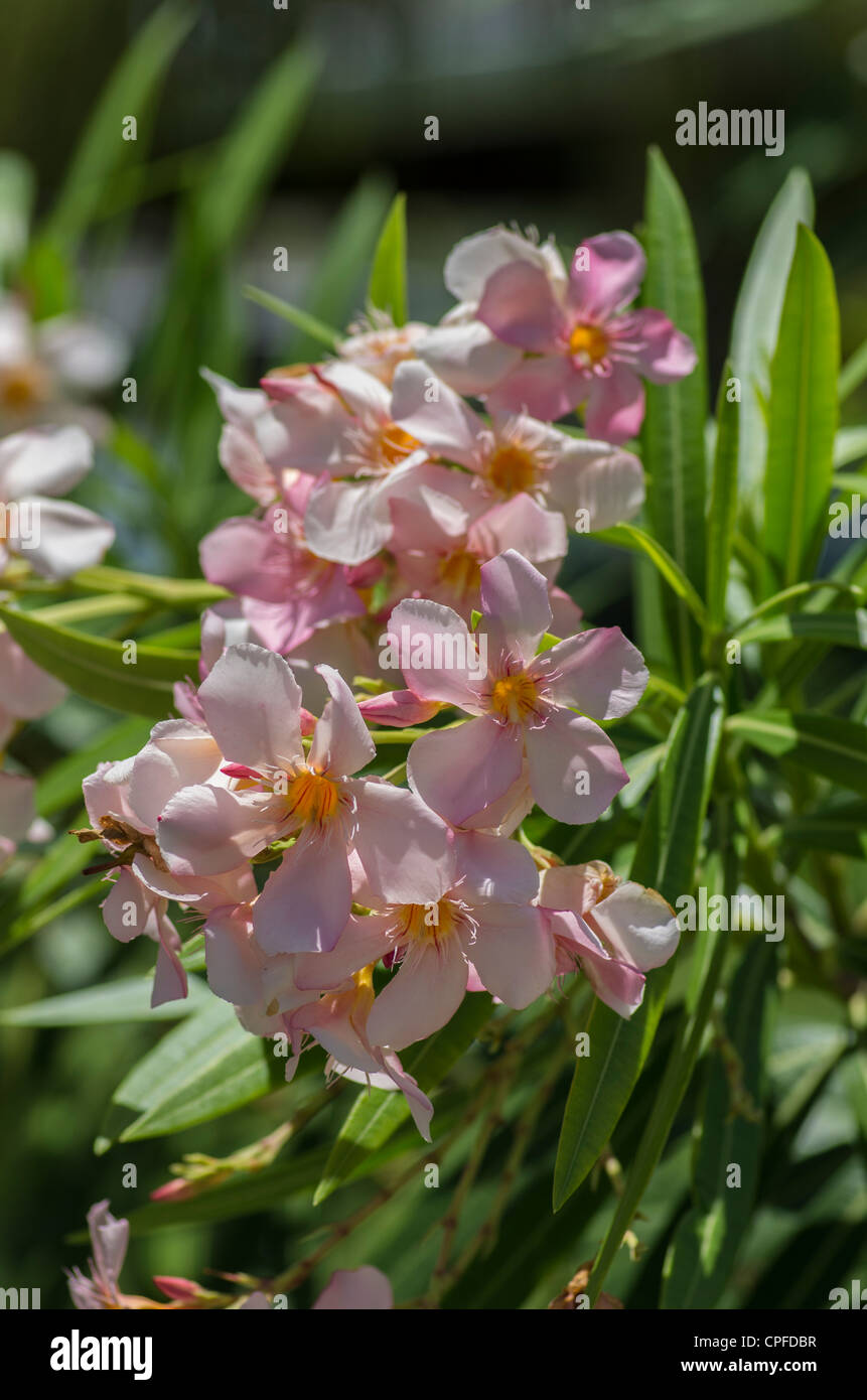Exotic plant, Grenada Stock Photo - Alamy