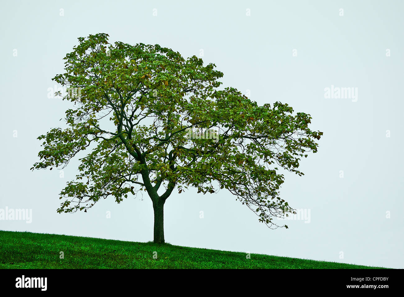 One one tree hi-res stock photography and images - Alamy