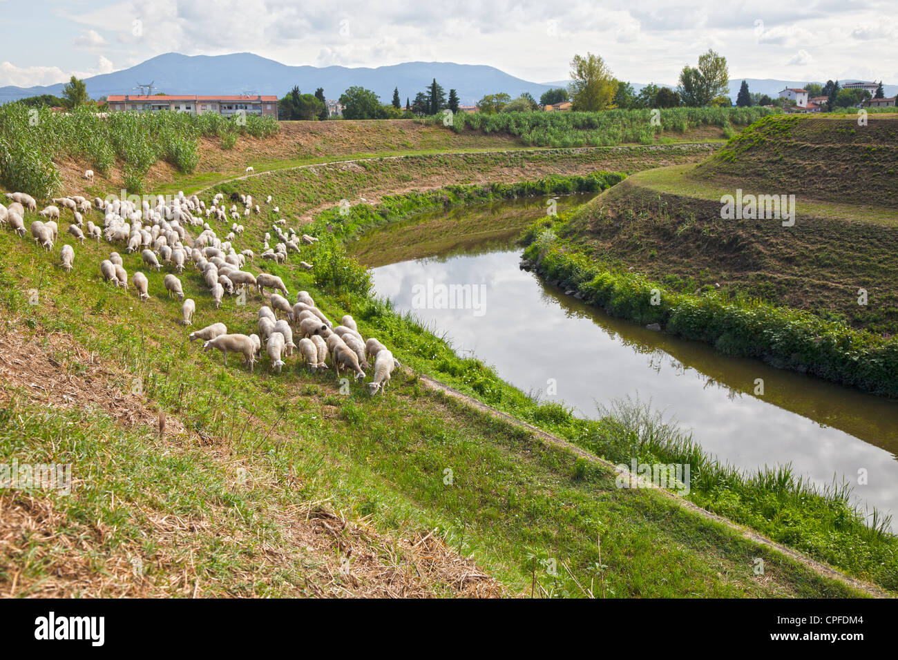 Sheep grazing on the river Stock Photo - Alamy