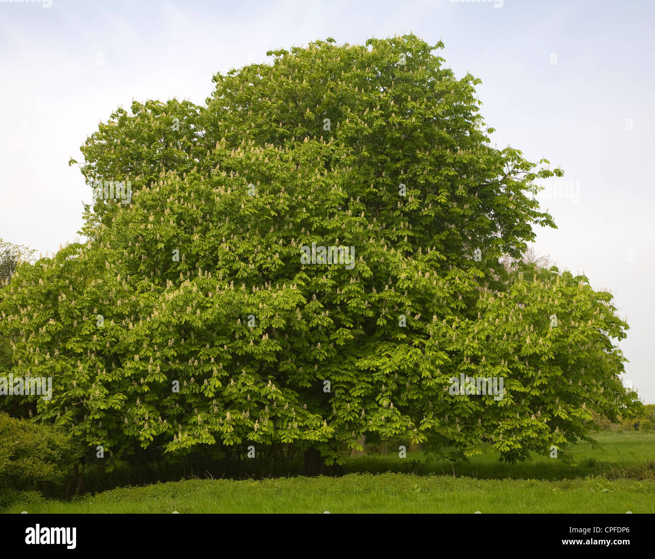 Aesculus hippocastanum Horse chestnut tree spring flower Stock Photo ...